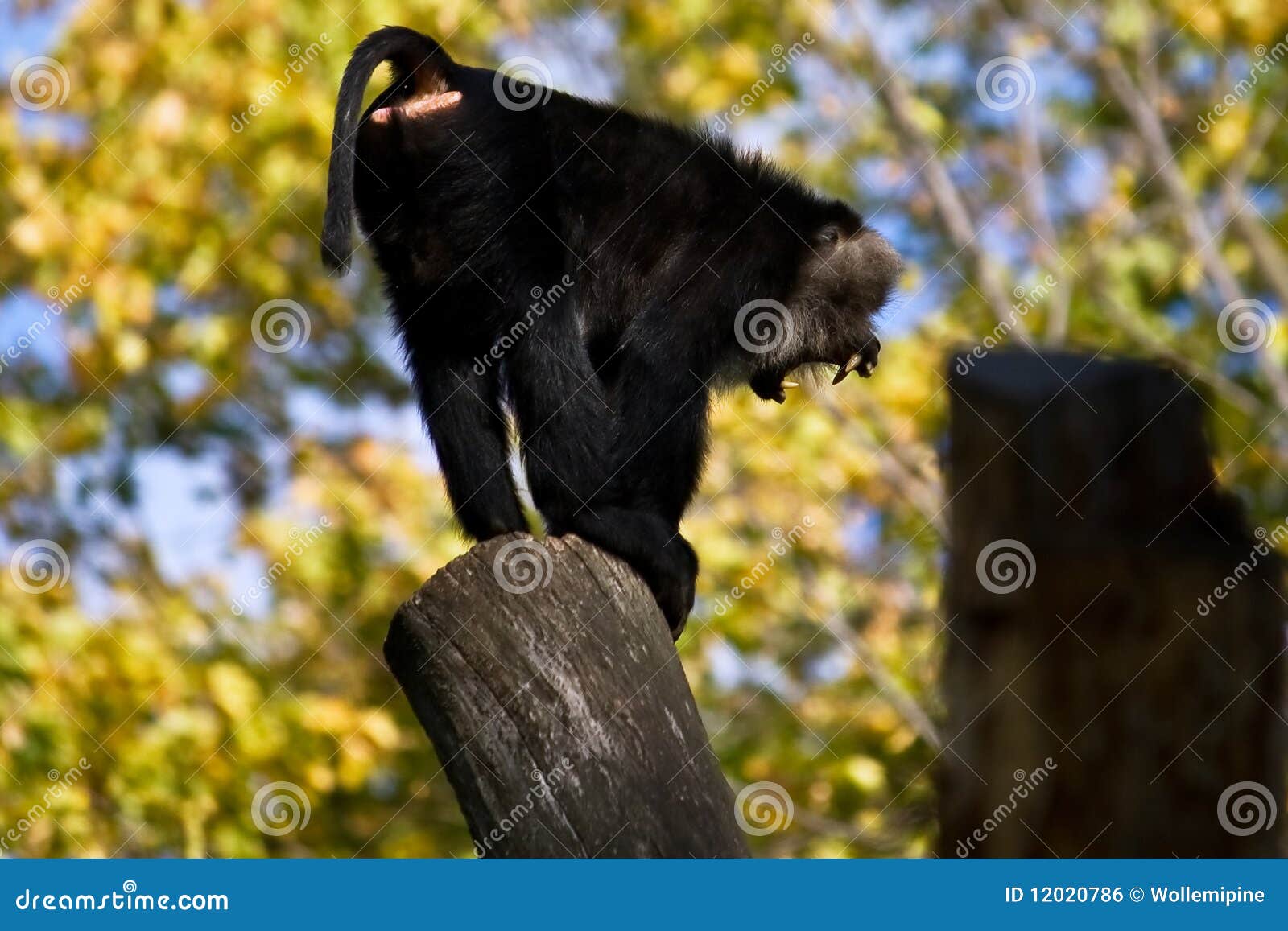 Monkey baboon screaming stock photo. Image of dynamic - 12020786