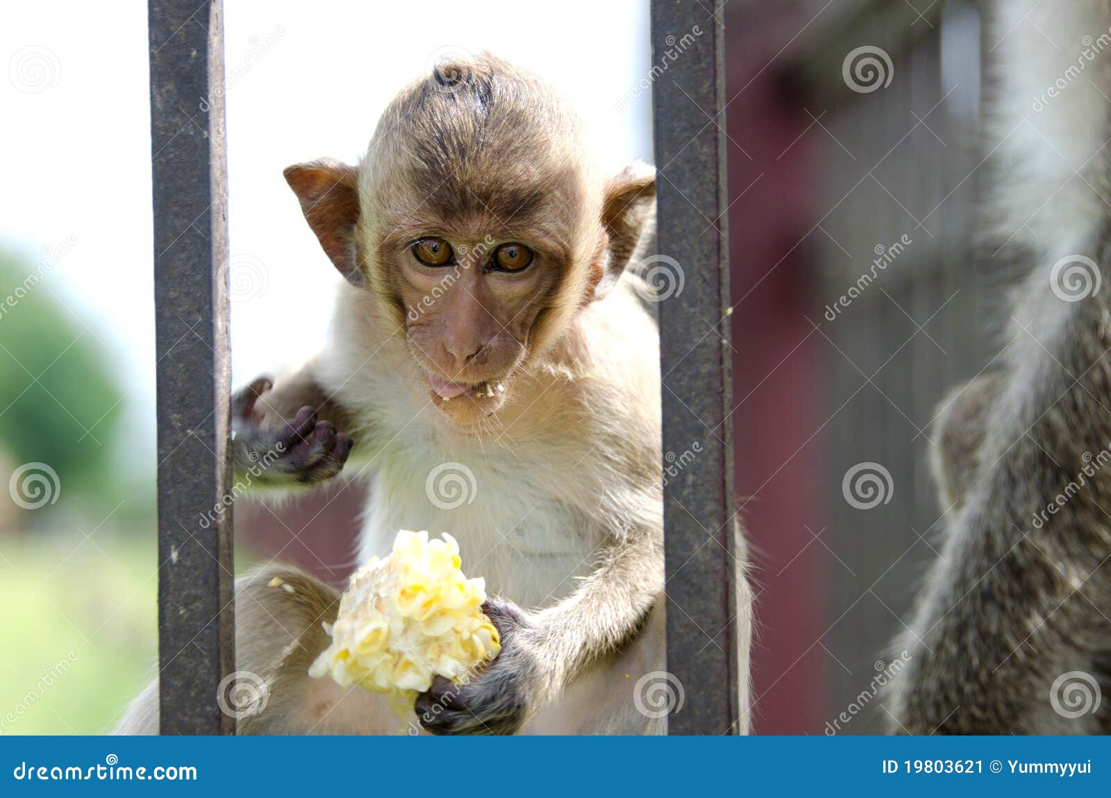 Monkey baby stock image. Image of primitive, eating, captivity - 19803621