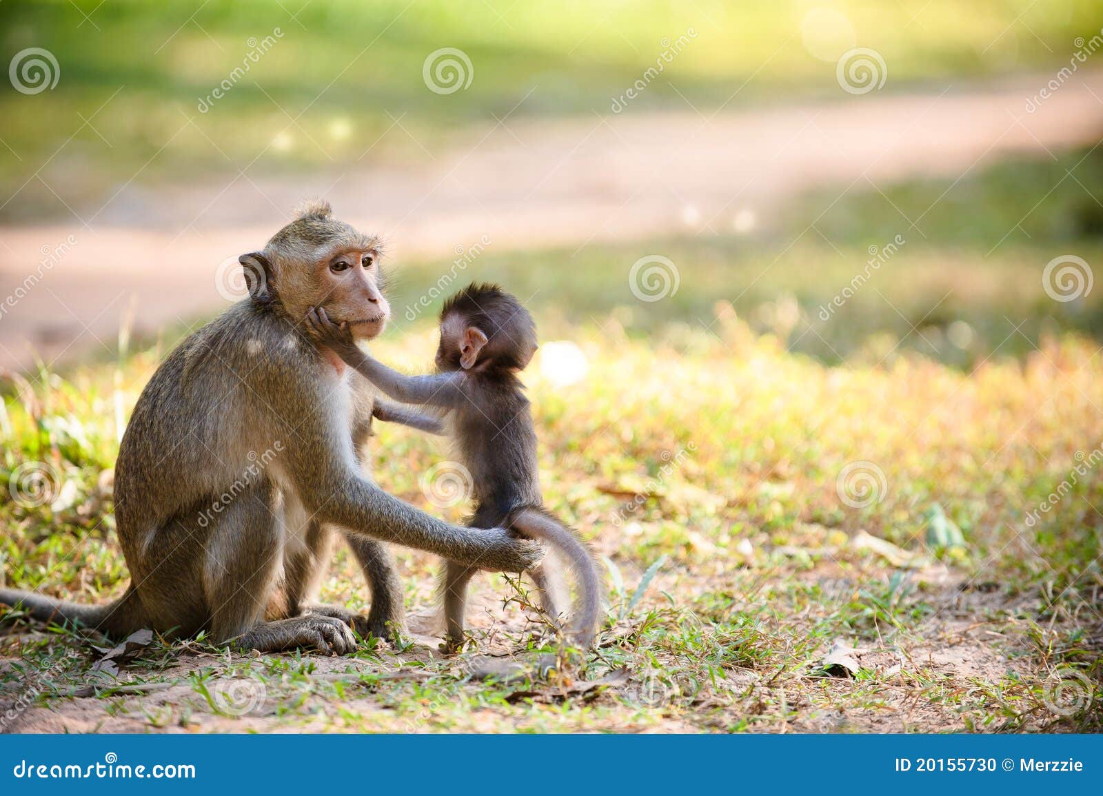 Monkey and baby stock photo. Image of reap, mammal, monkey - 20155730