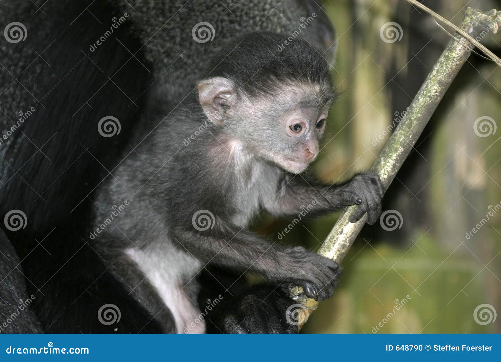 Monkey Baby stock photo. Image of africa, innocent, offspring - 648790