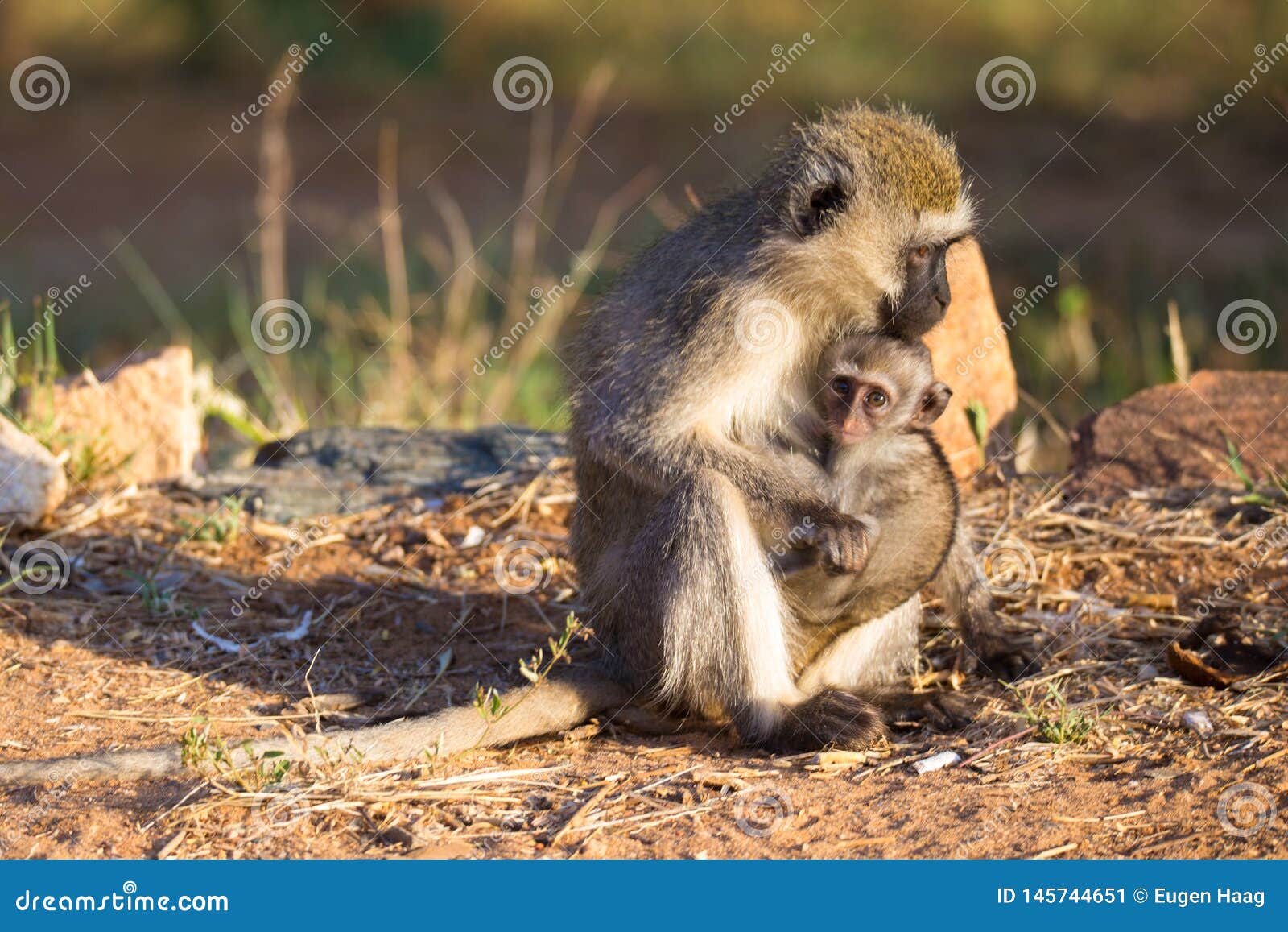 A Monkey with a Baby Monkey in the Arm Stock Image - Image of jungle ...
