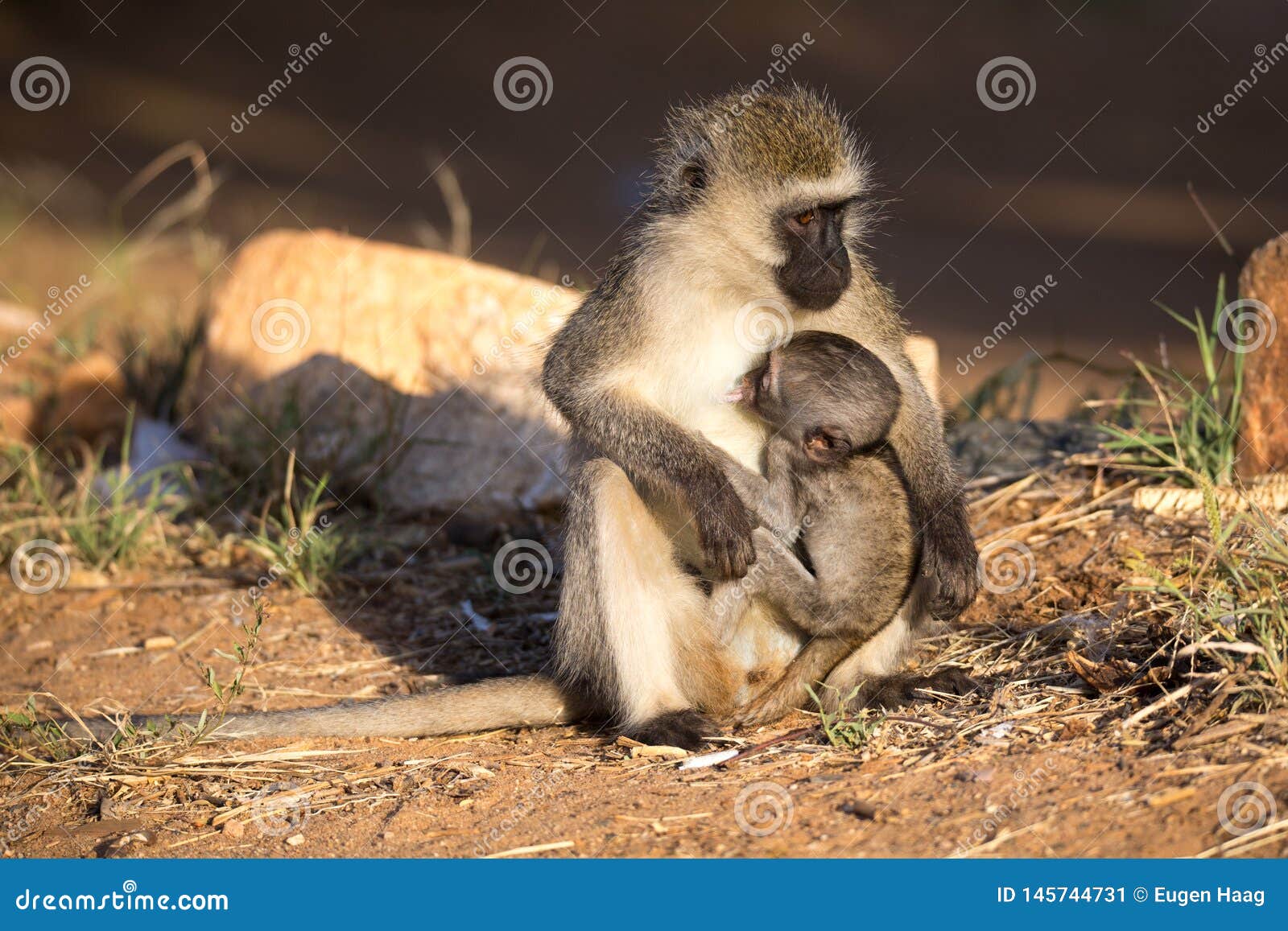 A Monkey with a Baby Monkey in the Arm Stock Image - Image of monkey ...