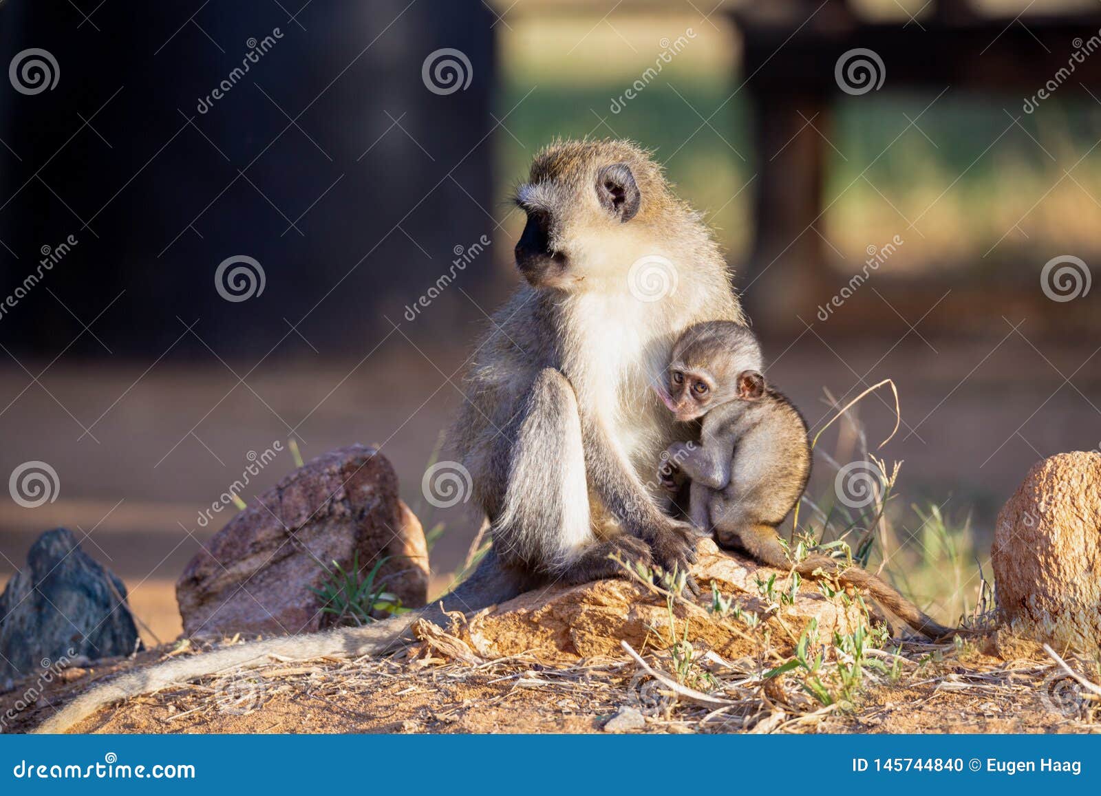 A Monkey with a Baby Monkey in the Arm Stock Photo - Image of wild ...