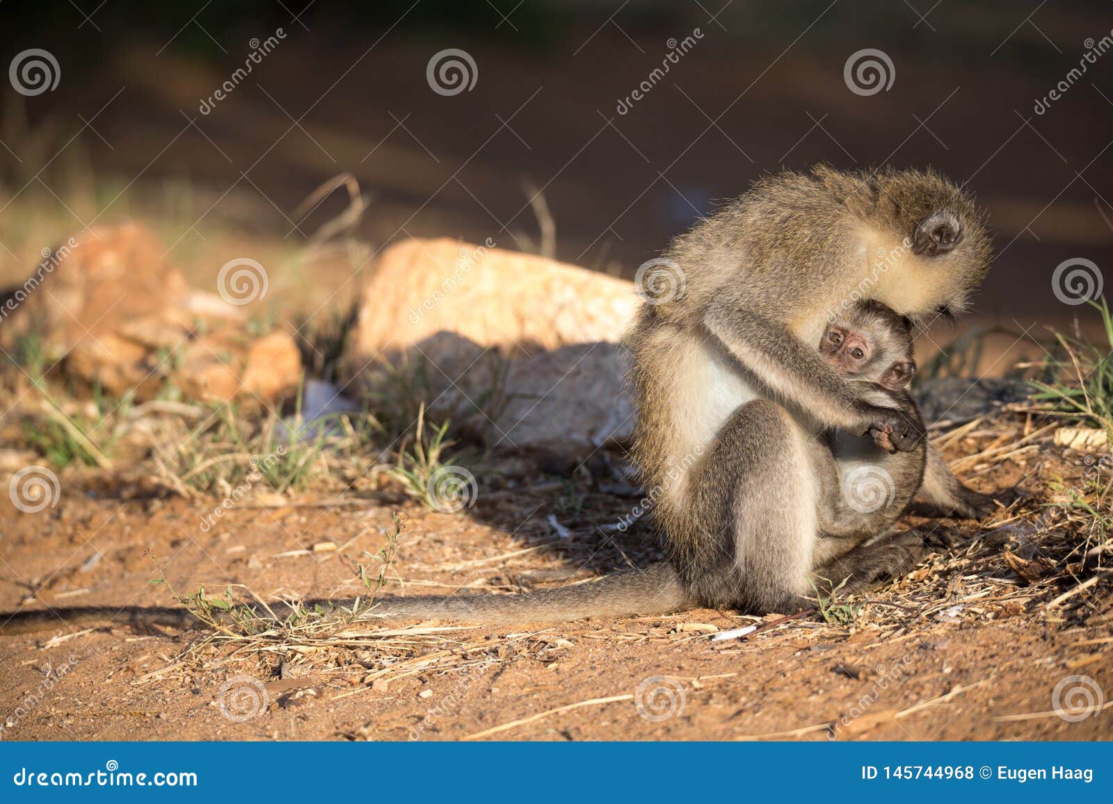 A Monkey with a Baby Monkey in the Arm Stock Photo - Image of wild ...