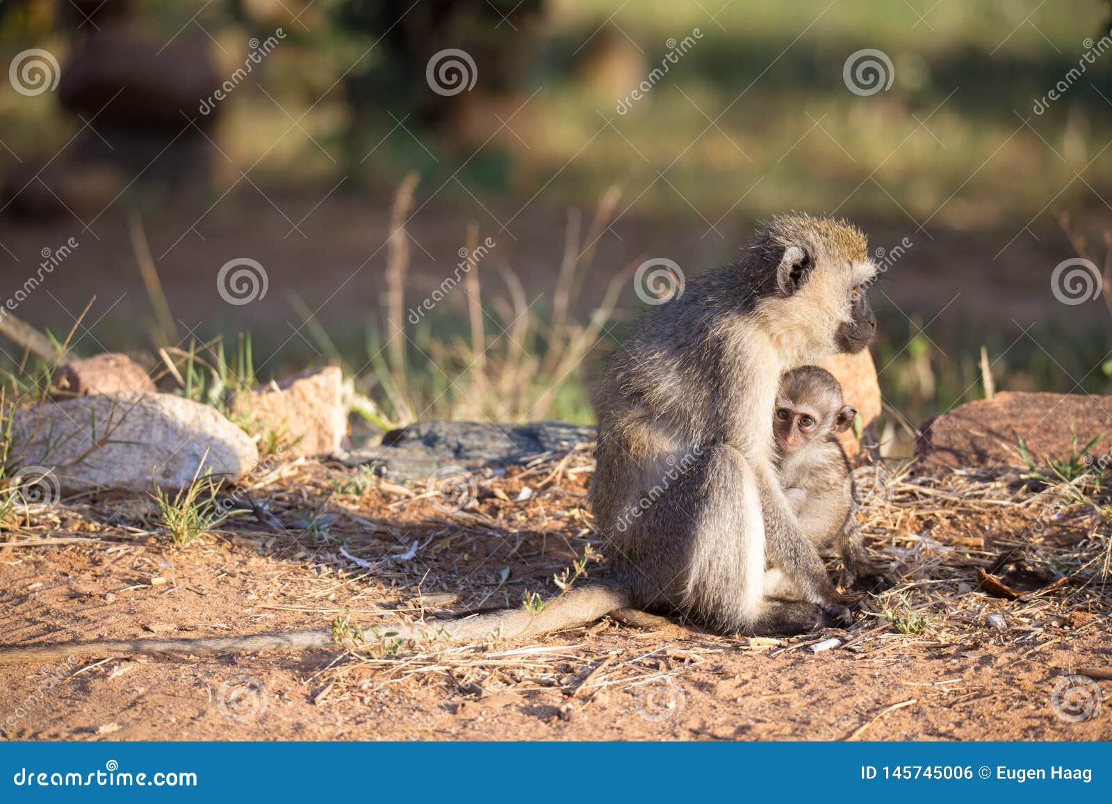 A Monkey with a Baby Monkey in the Arm Stock Photo - Image of monkeys ...