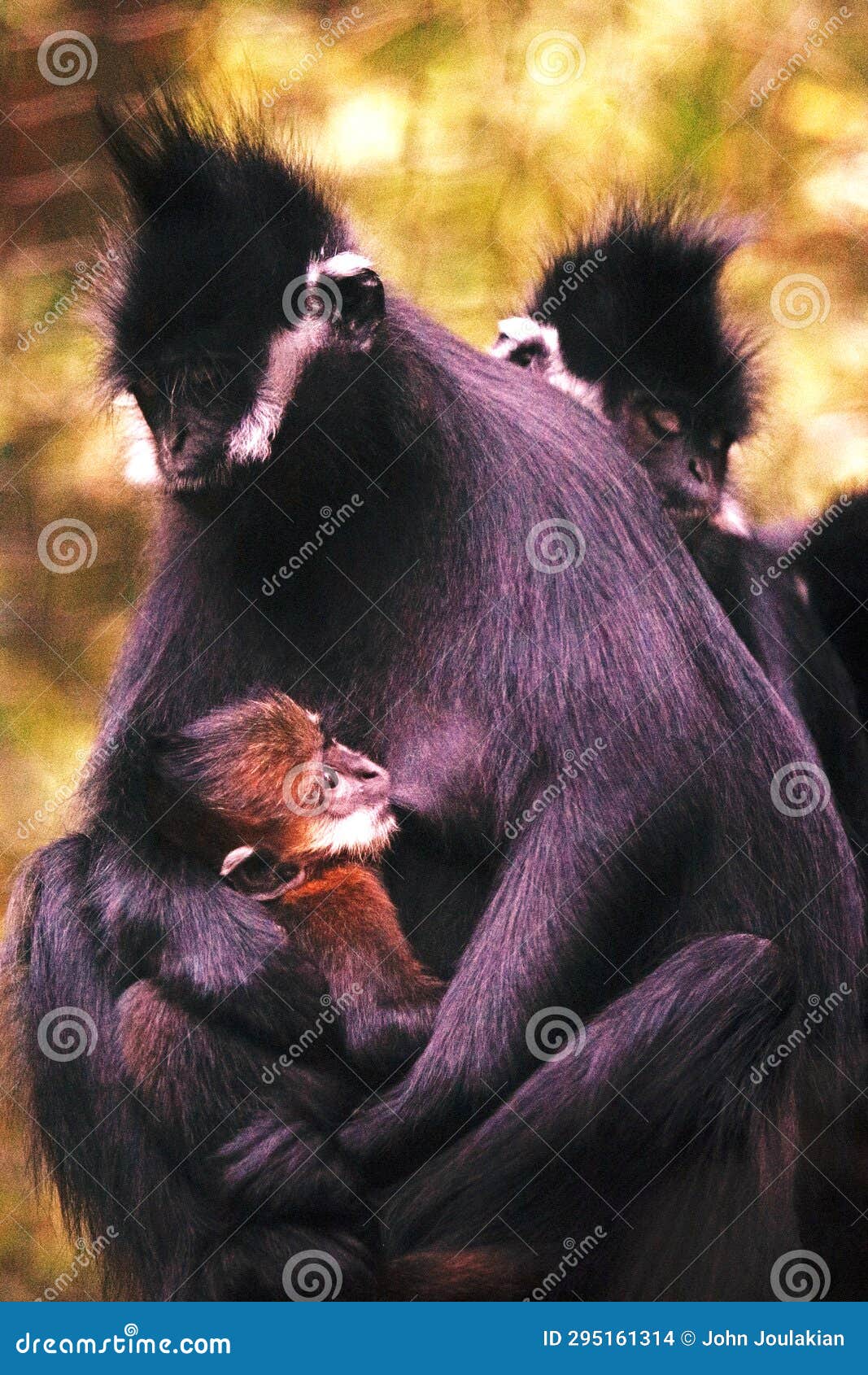 Monkey with the Baby in the Arms of Its Mother Stock Photo - Image of ...