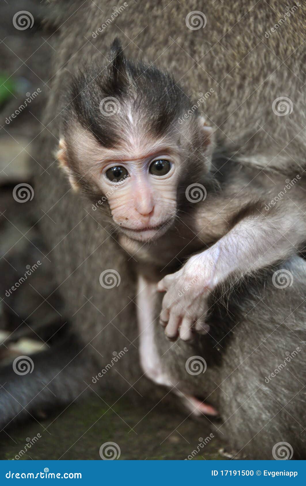 Monkey Baby. Bali, Indonesia. Stock Photo - Image of face, destination ...