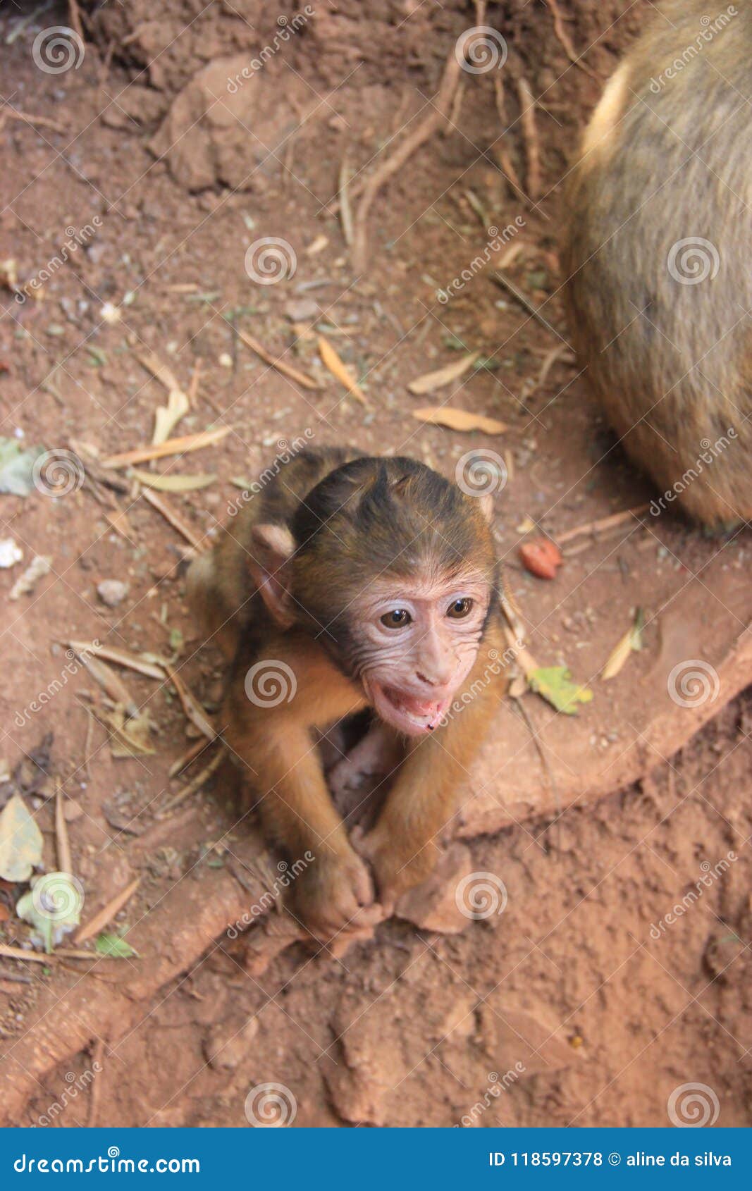 Monkey stock photo. Image of monkey, animale, crying - 118597378