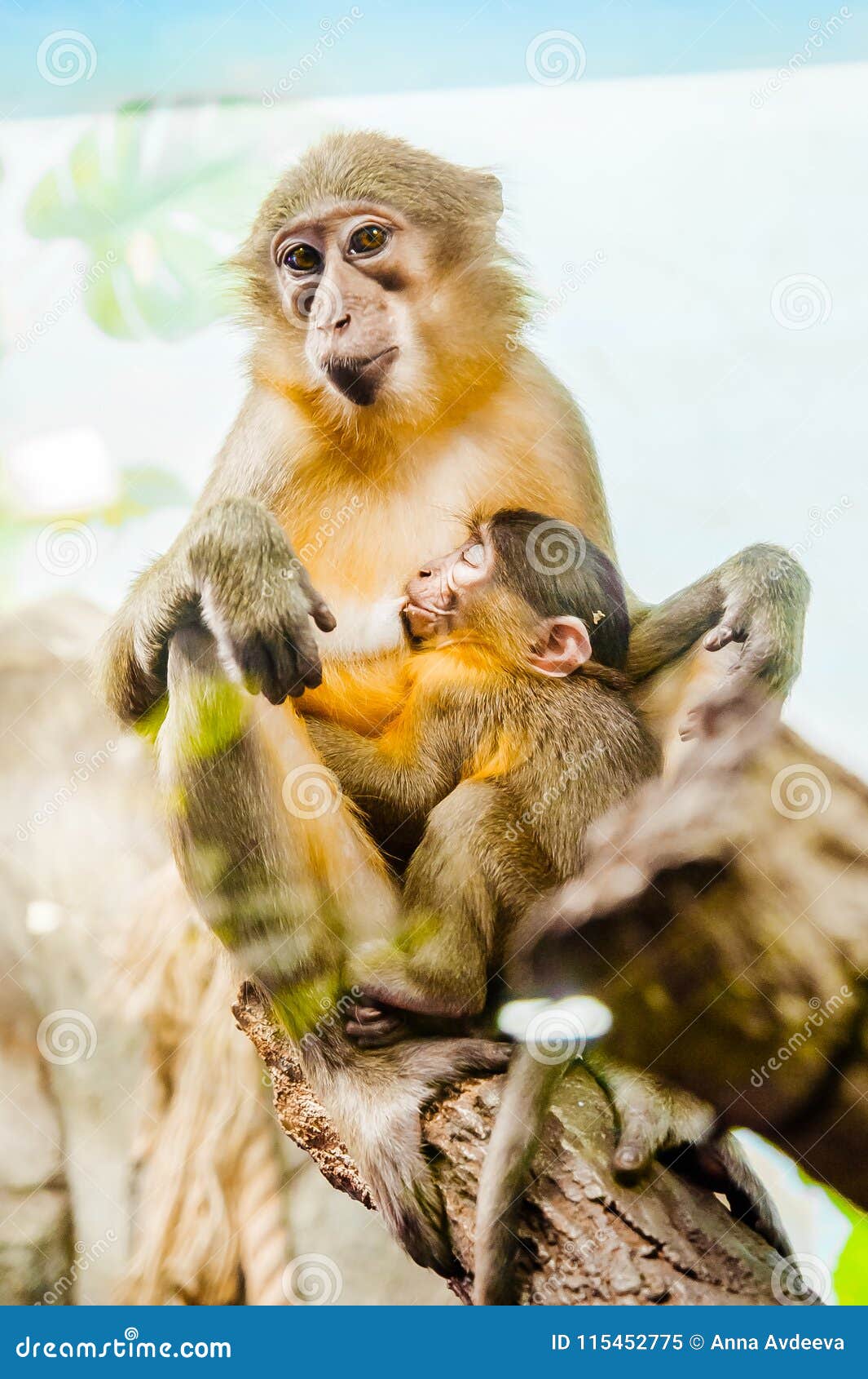 Monkey with a Baby Monkey on Her Chest Stock Image - Image of nice ...
