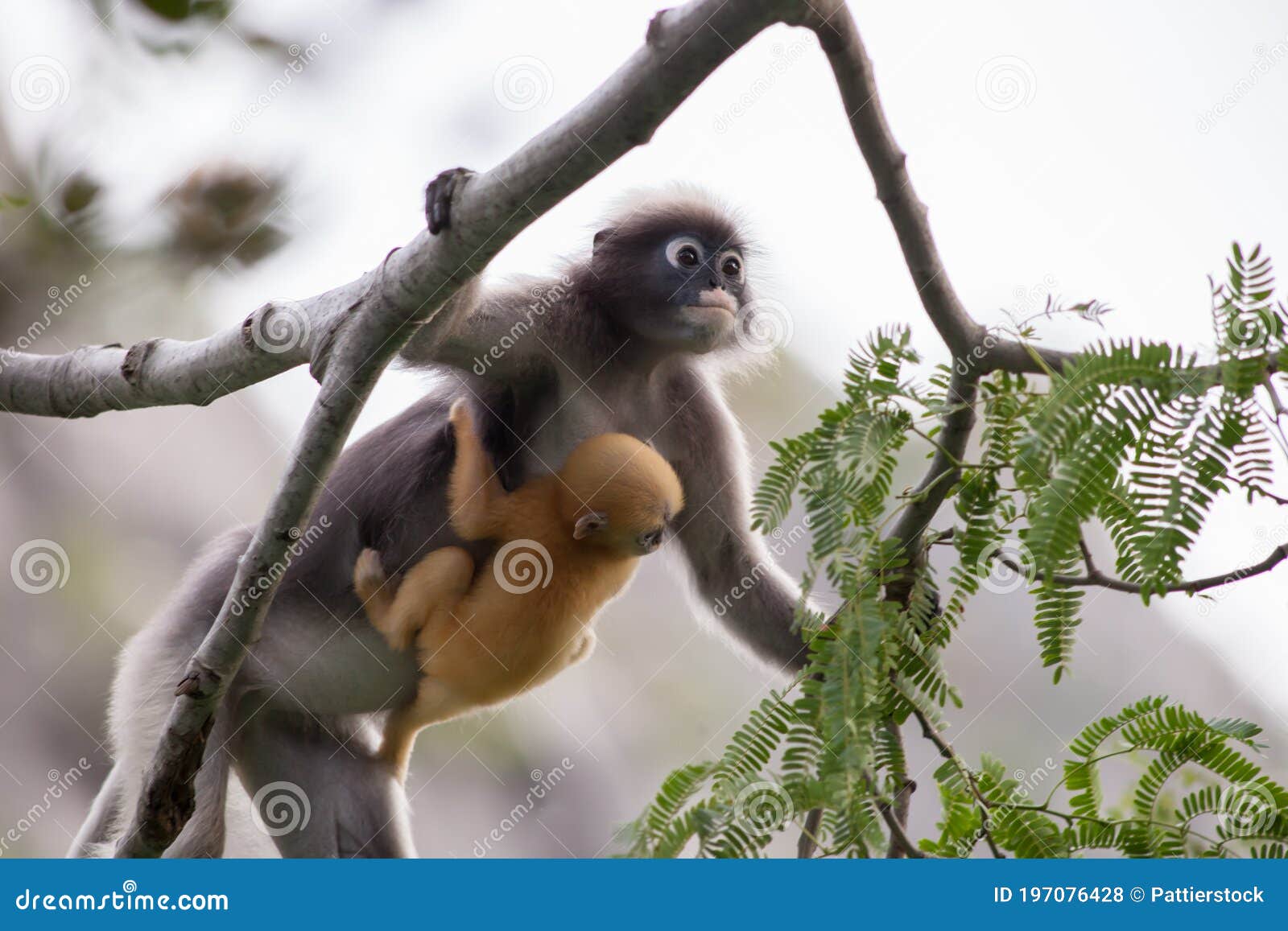 Monkey with Baby Moving on Tree Stock Photo - Image of black, family ...