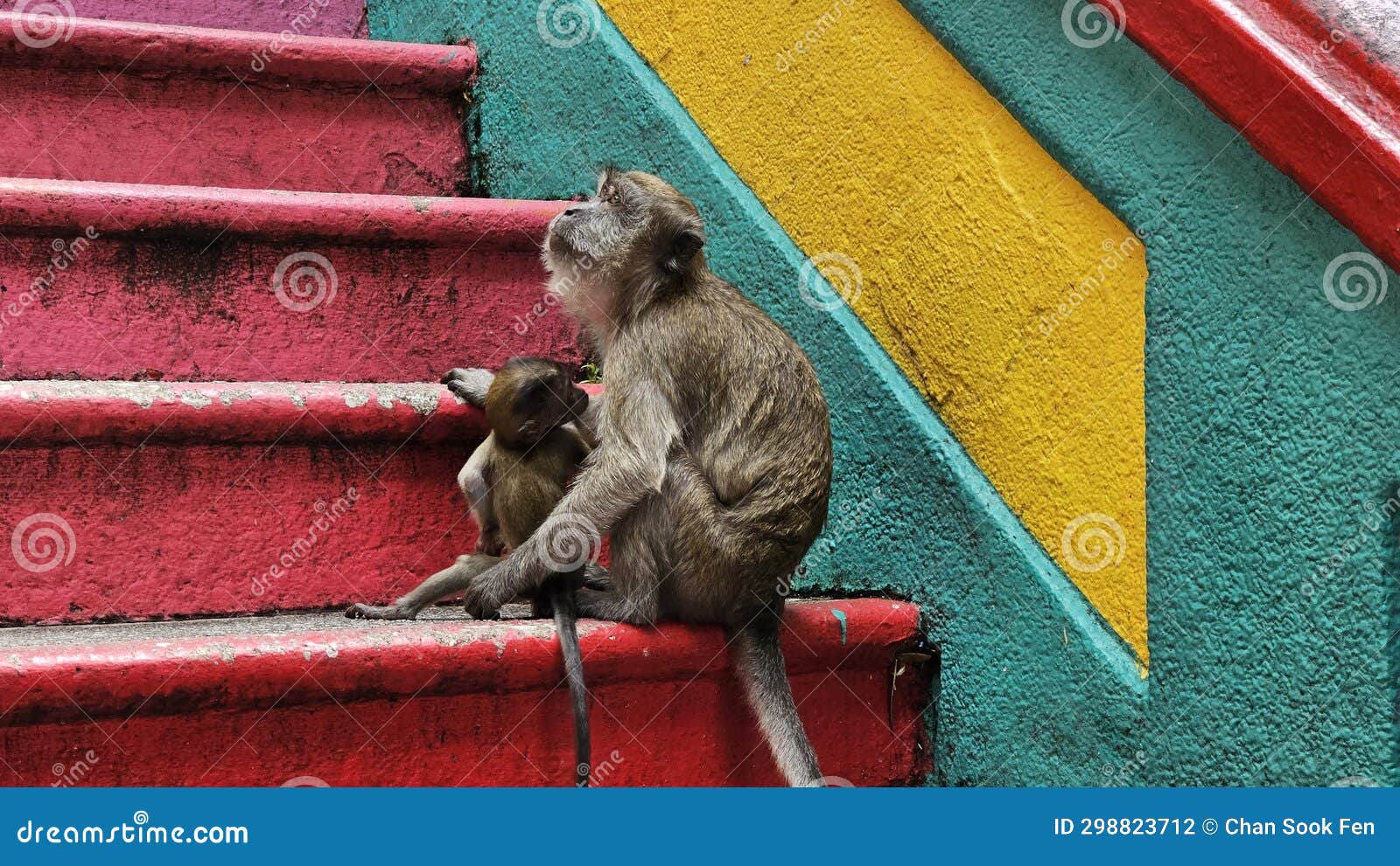 Monkey with Baby Monkey at Staircase Stock Photo - Image of animal ...