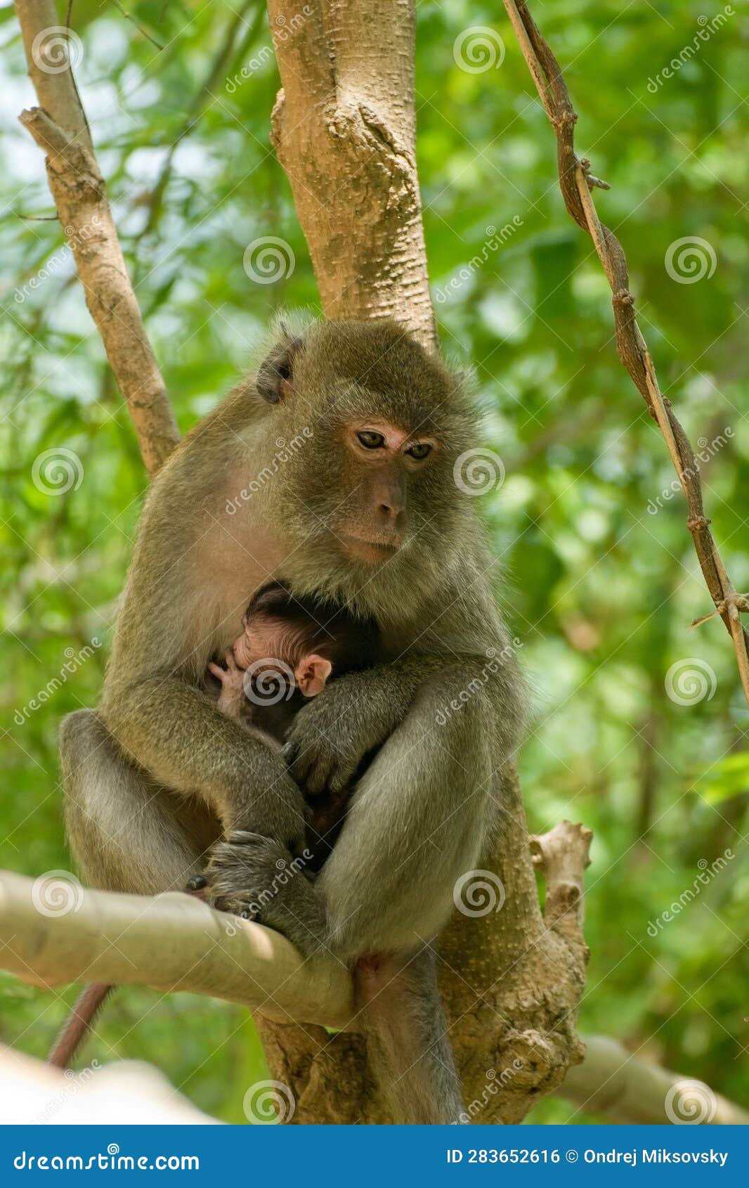 Monkey with Baby on the Tree Stock Photo - Image of rainforest, green ...