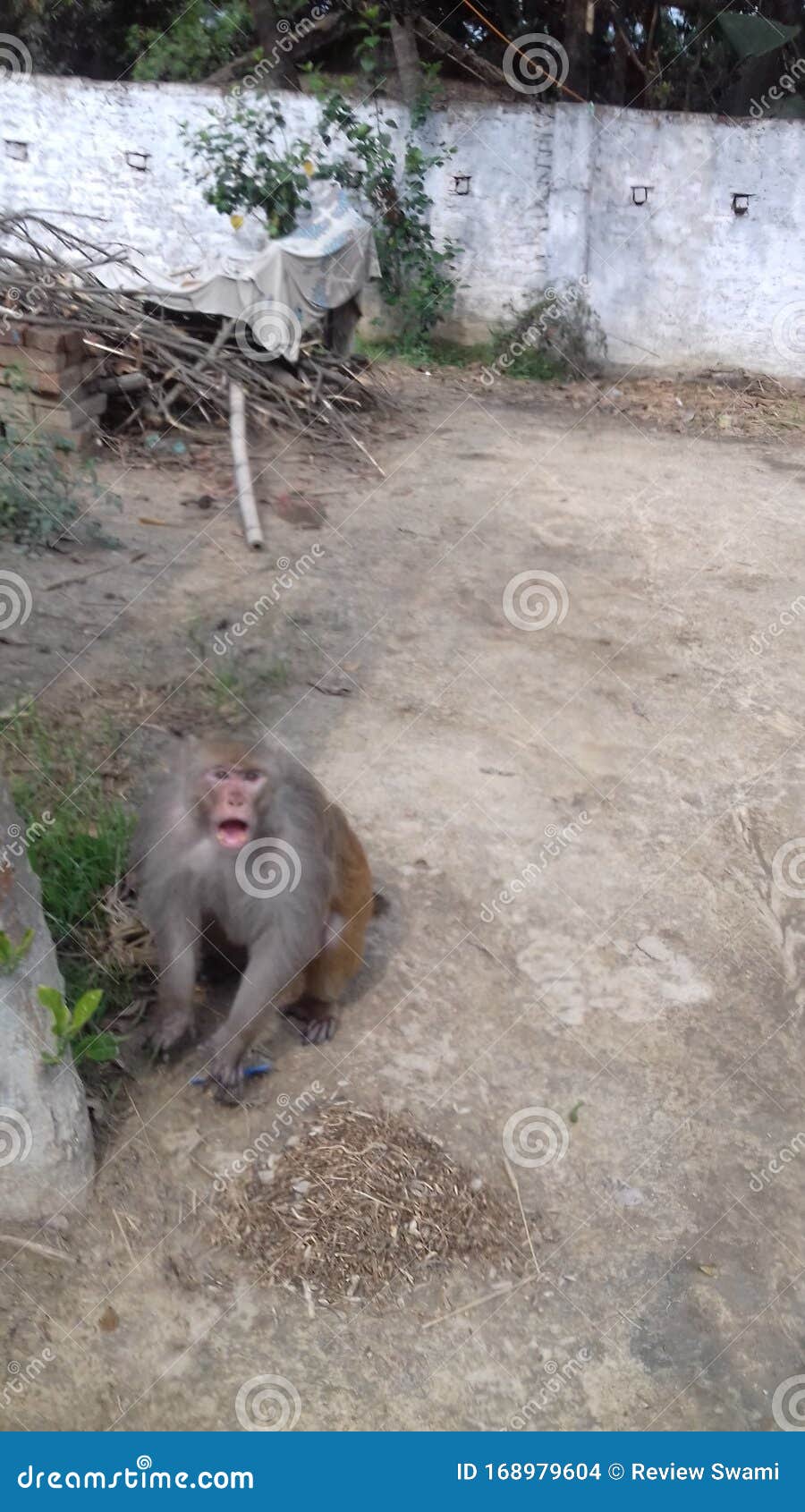 Monkey in backyard stock photo. Image of simian, angry - 168979604