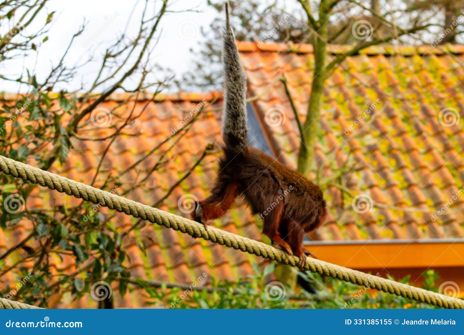 Monkey Balancing on a Rope stock image. Image of swing - 331385155