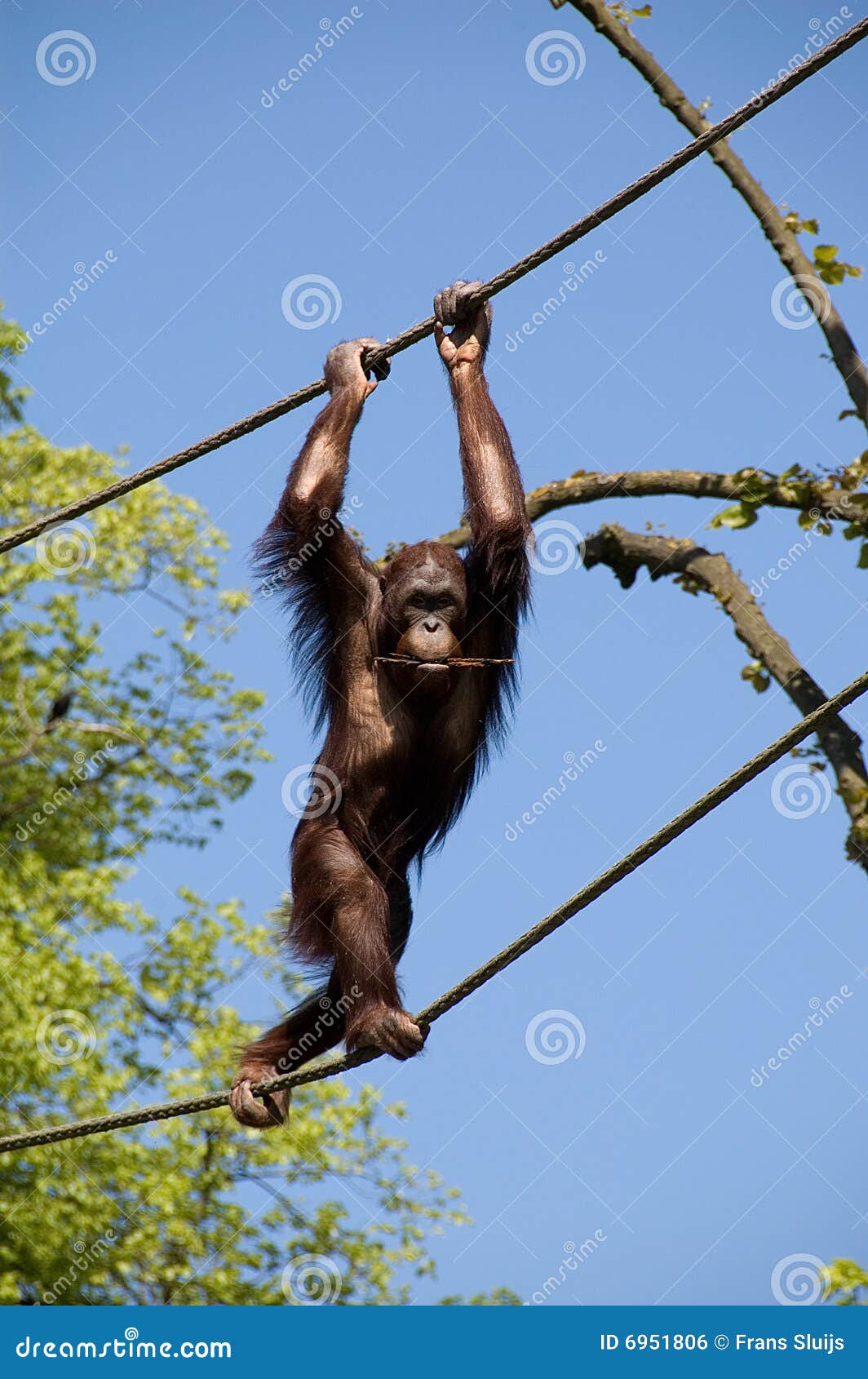 Monkey balancing on ropes stock photo. Image of balanced - 6951806