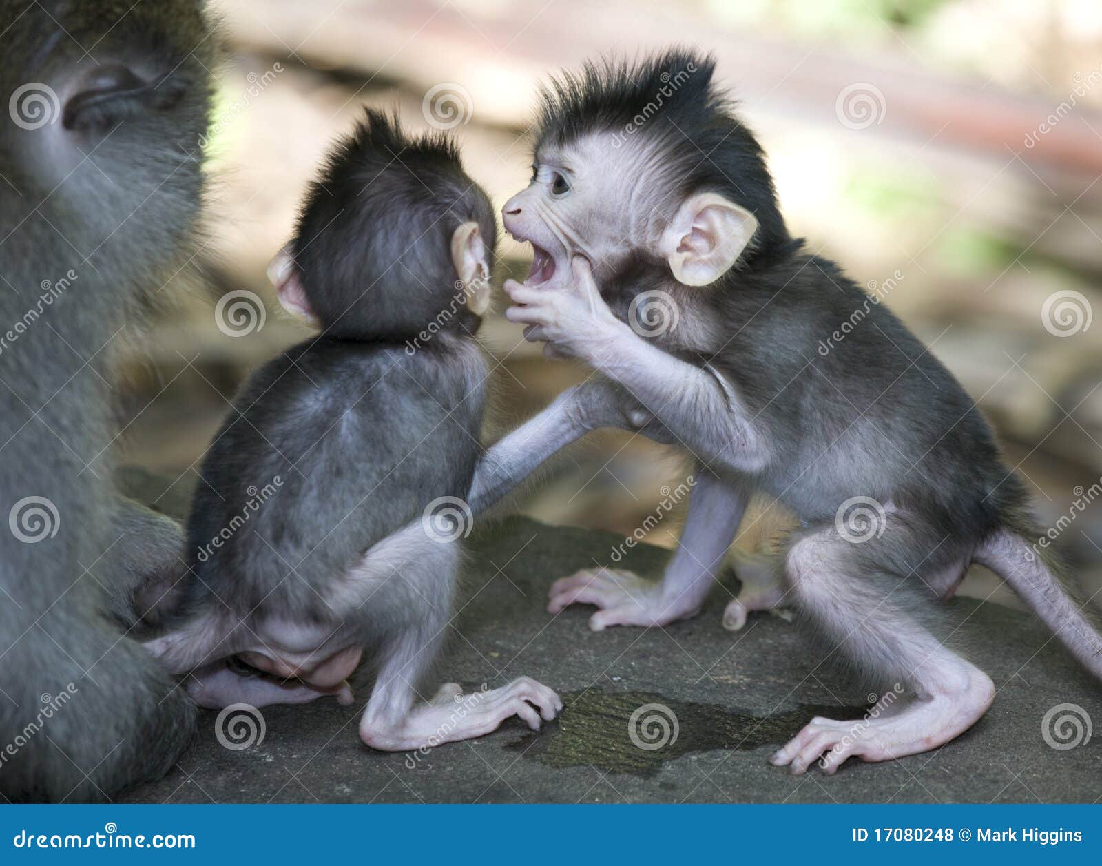 Monkey from bali stock photo. Image of wild, gray, nature - 17080248