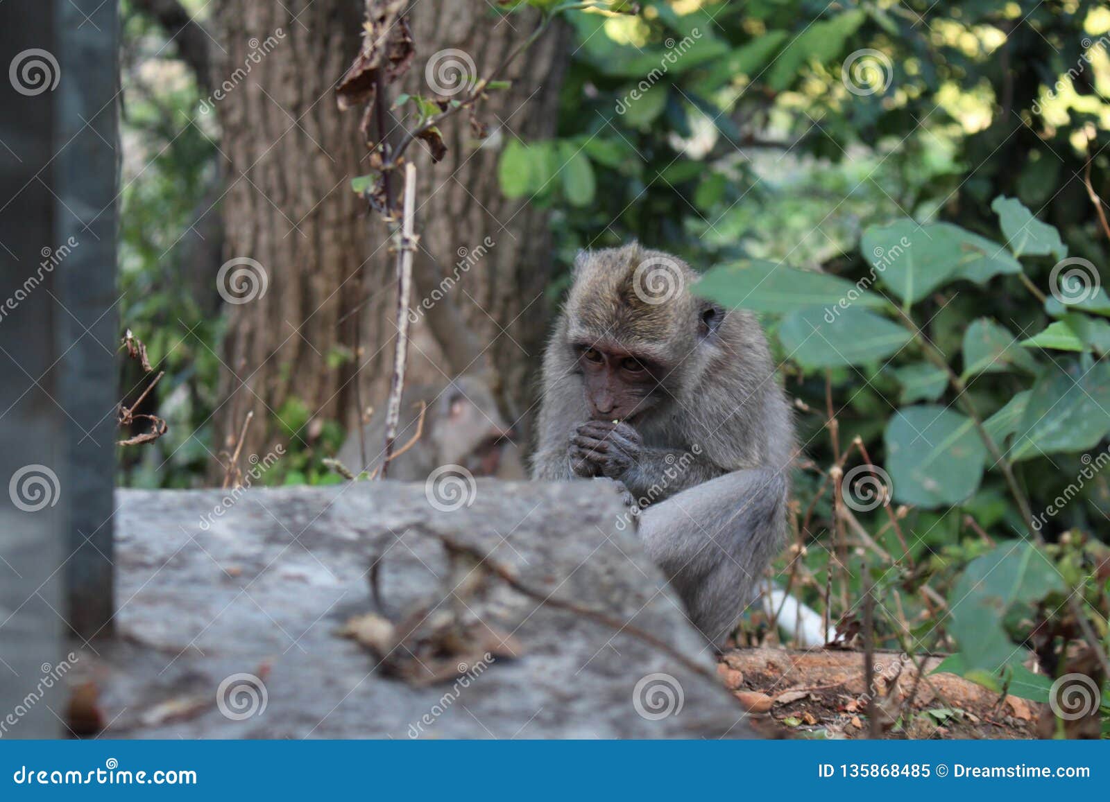 Monkey in Bali, Indonesia. stock image. Image of travel - 135868485