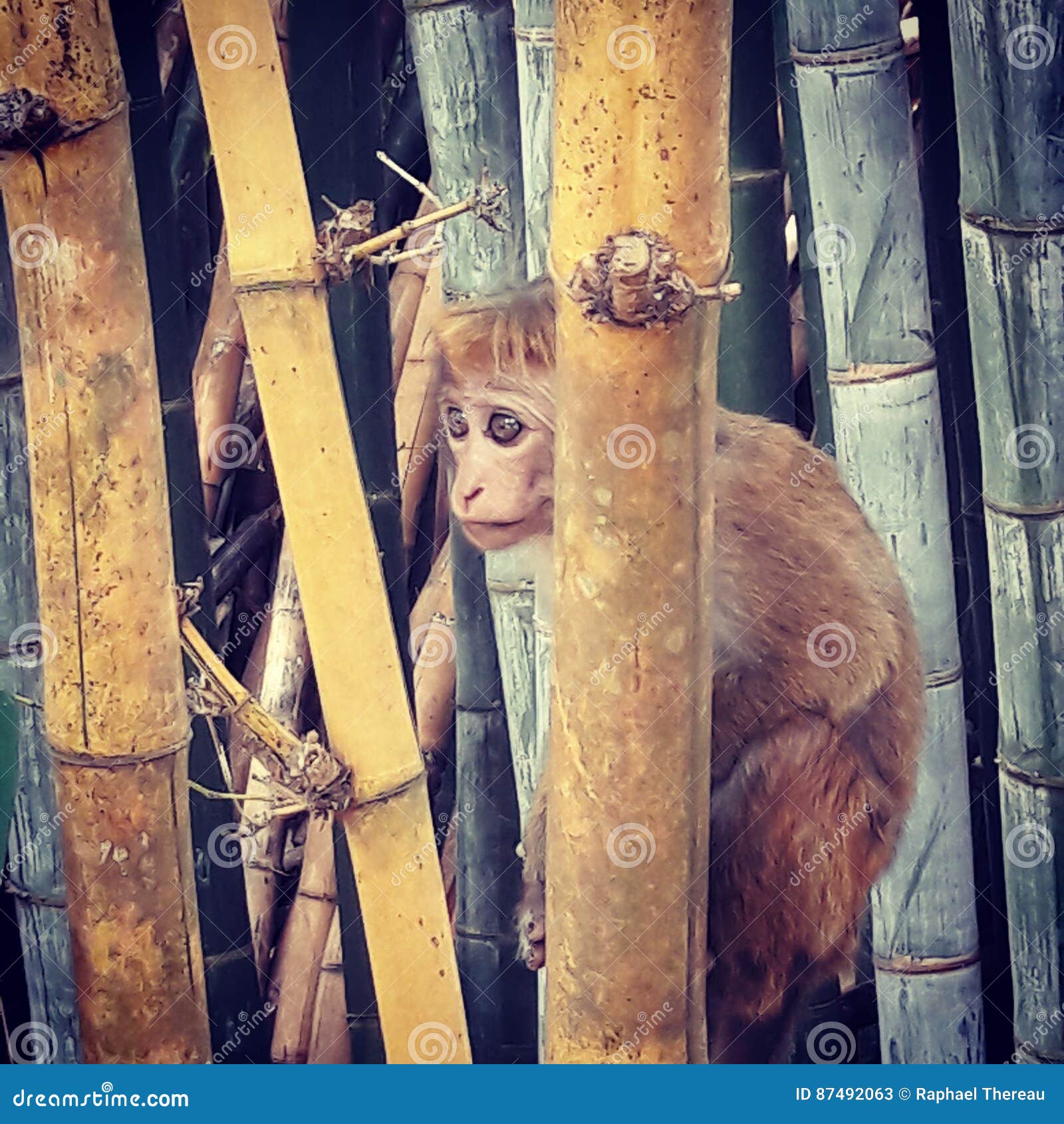 Monkey in bamboo stock image. Image of bamboo, animal - 87492063