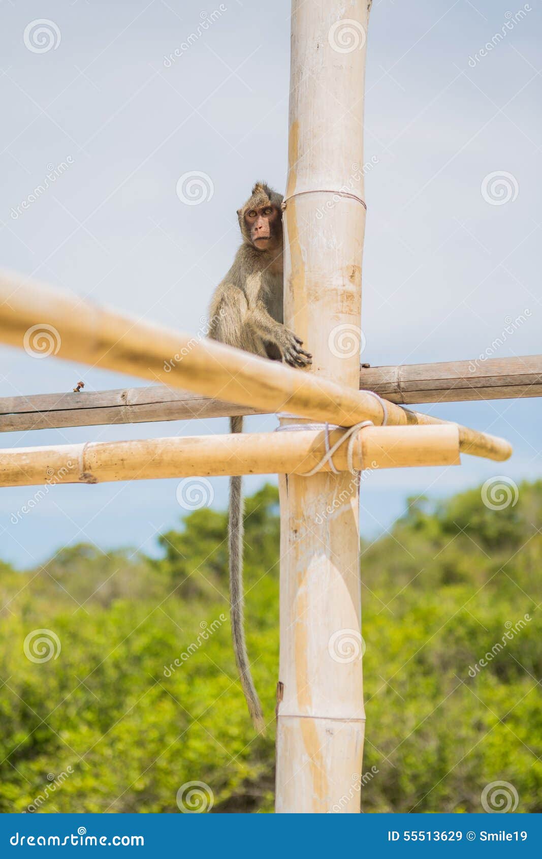 Monkey on the Bamboo Stick. Stock Image - Image of beauty, eating: 55513629
