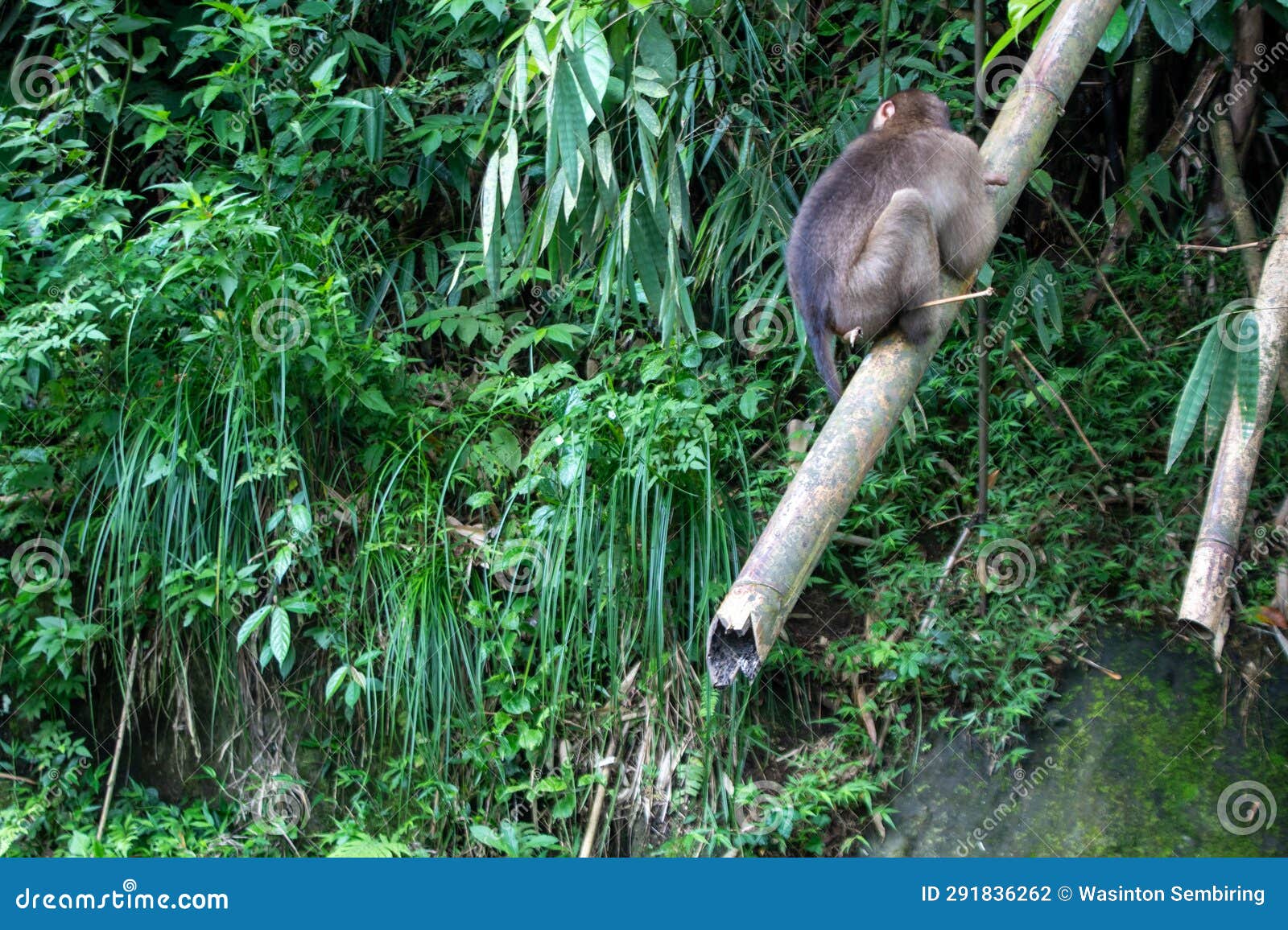 A monkey on a bamboo stick stock photo. Image of fauna - 291836262