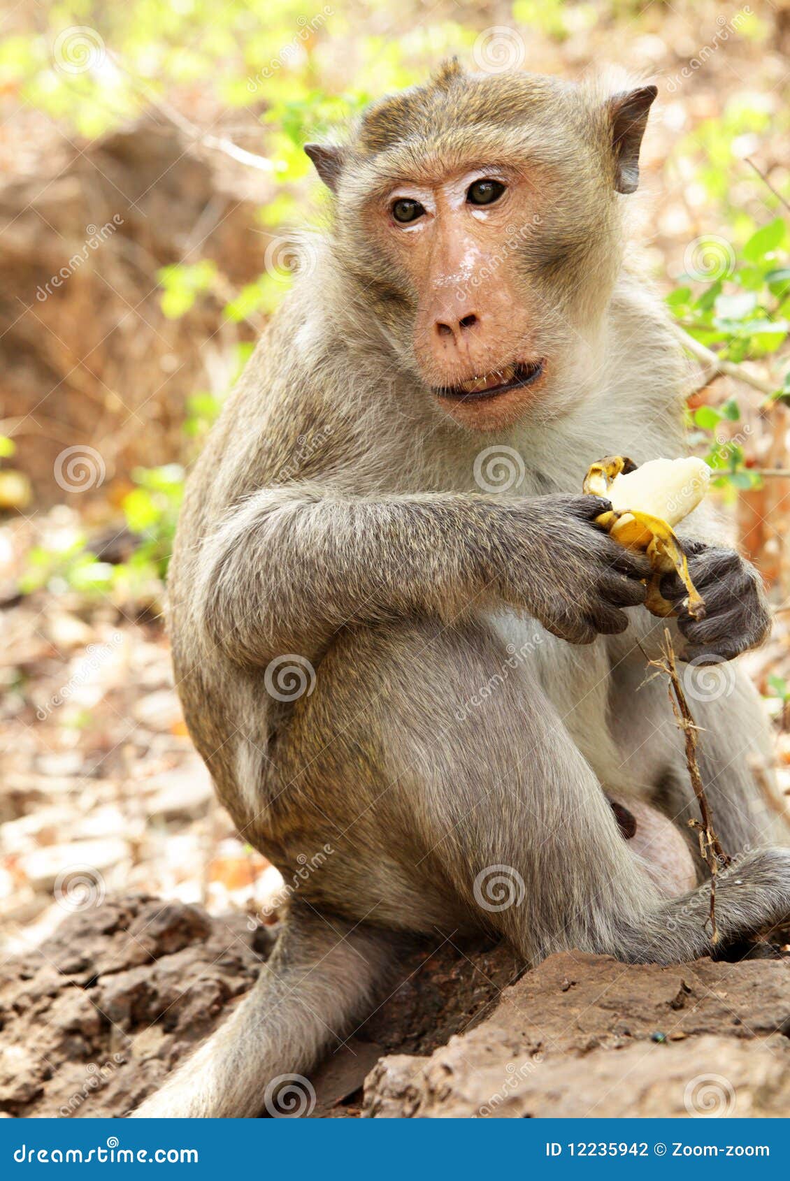 Monkey with banana stock photo. Image of closeup, eating - 12235942