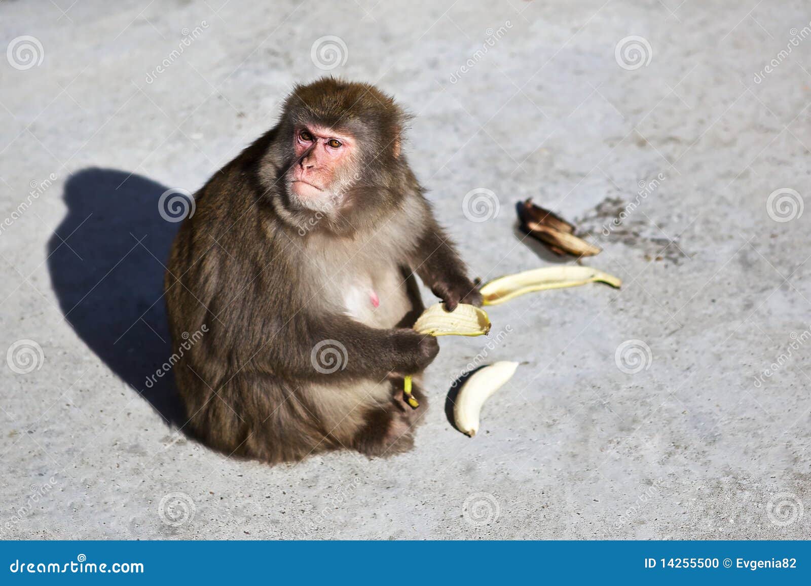 Monkey with banana stock photo. Image of look, mammal - 14255500