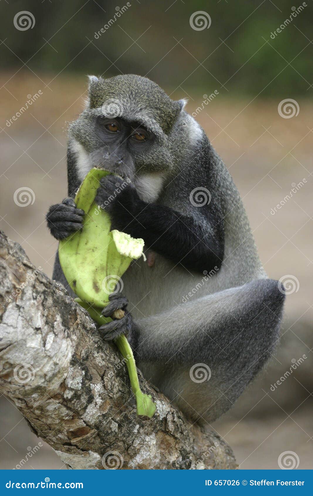 Monkey Banana stock photo. Image of green, grey, toes, provision - 657026