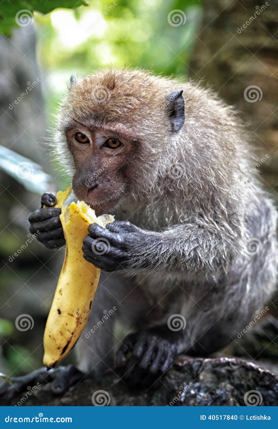 Monkey and banana stock photo. Image of rock, looks, banana - 40517840