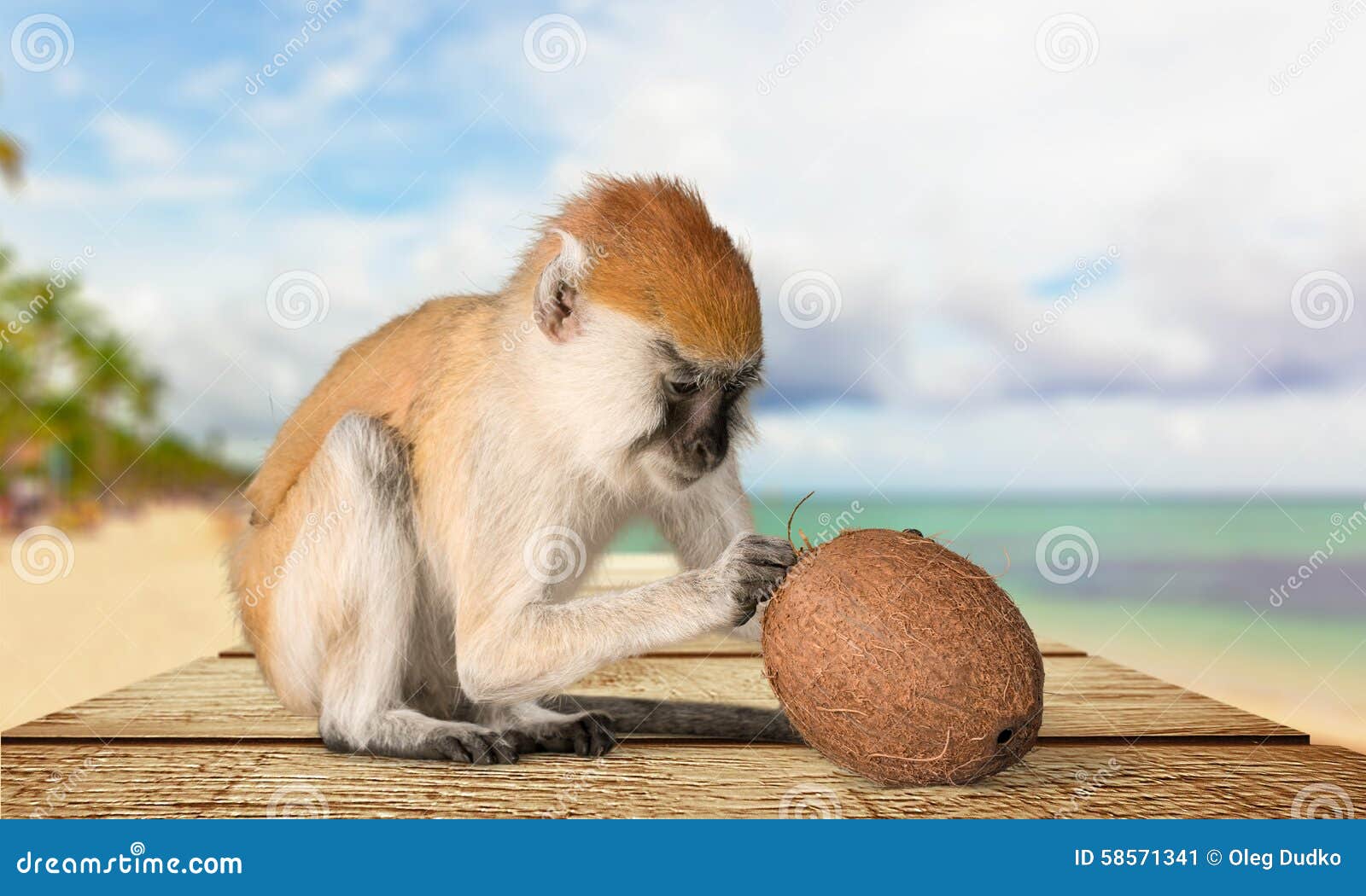 Monkey stock image. Image of primate, isolated, eating - 58571341
