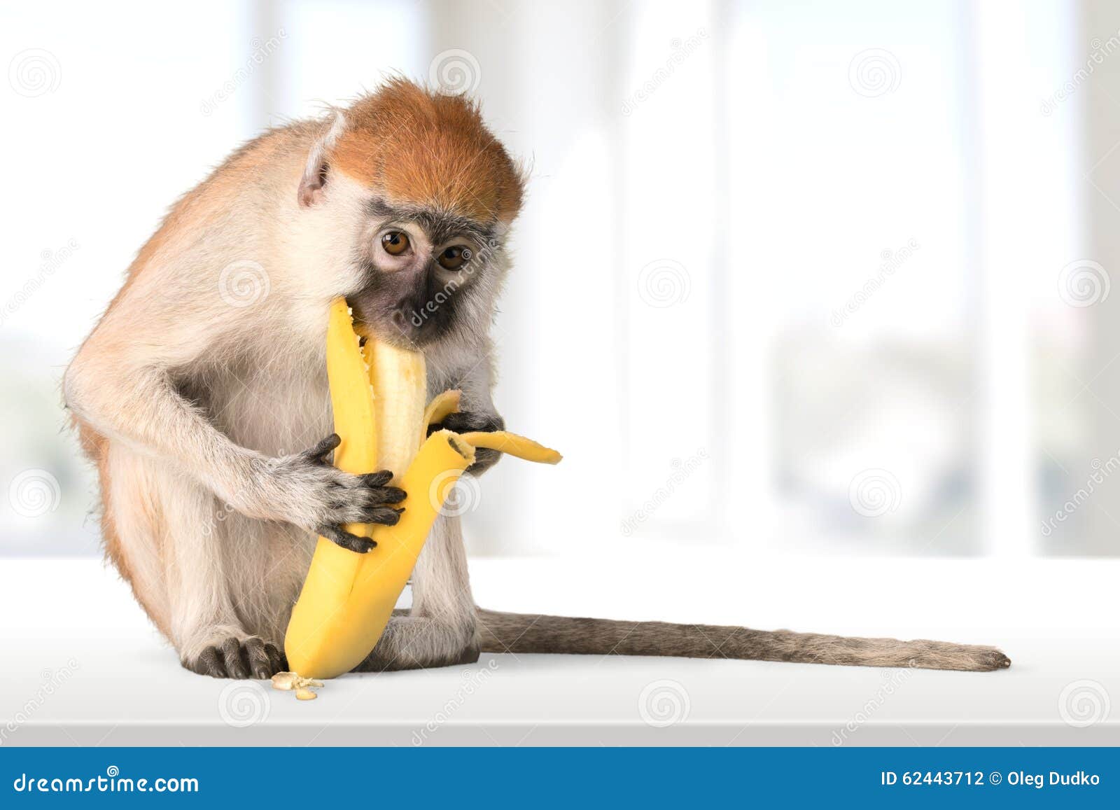 Monkey stock photo. Image of monkey, animal, white, yellow - 62443712