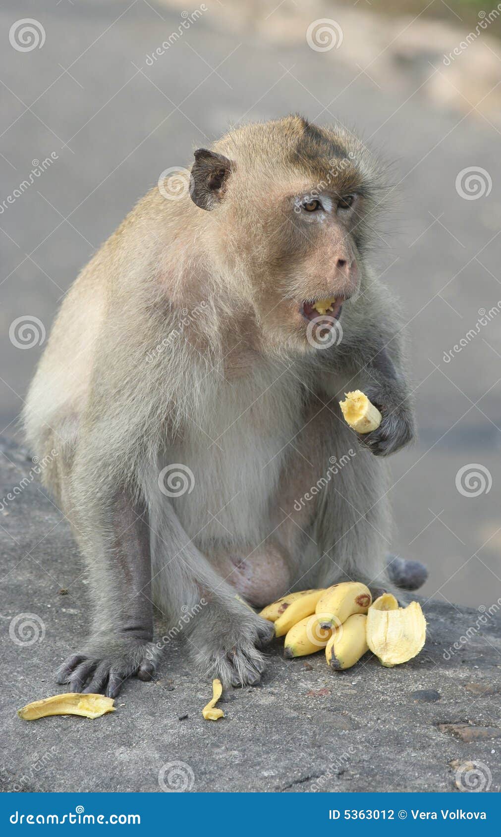Monkey with bananas stock photo. Image of cute, creature - 5363012