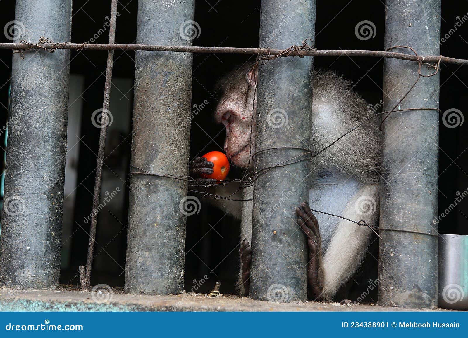 Monkey. Bander. Kurango. Caged Monkey, Ad Monkey Behind Bar Caged ...