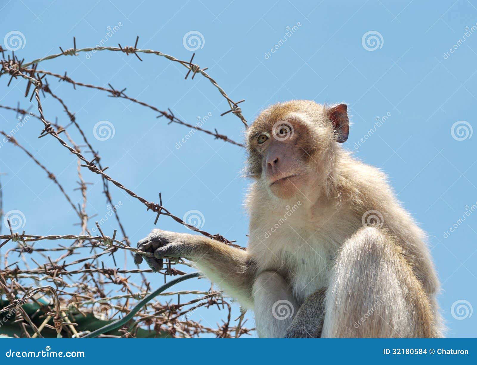 Monkey with barb stock photo. Image of expression, think - 32180584