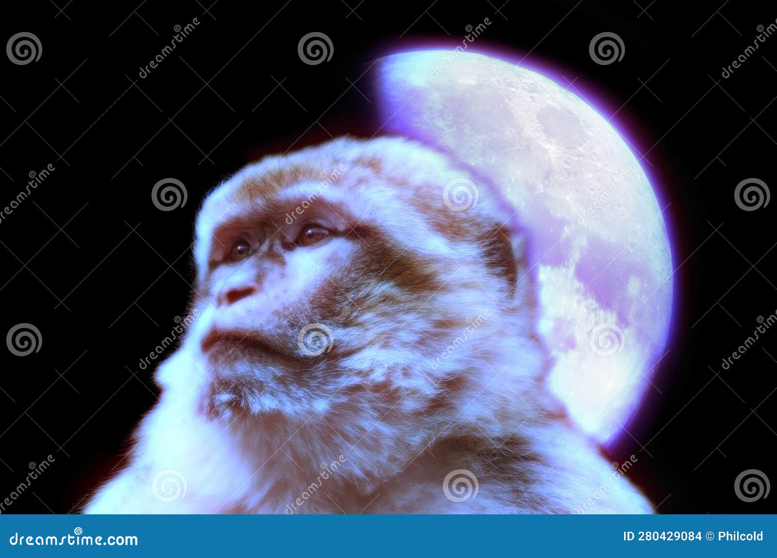 Barbary macaque and Moon stock illustration. Illustration of primate ...