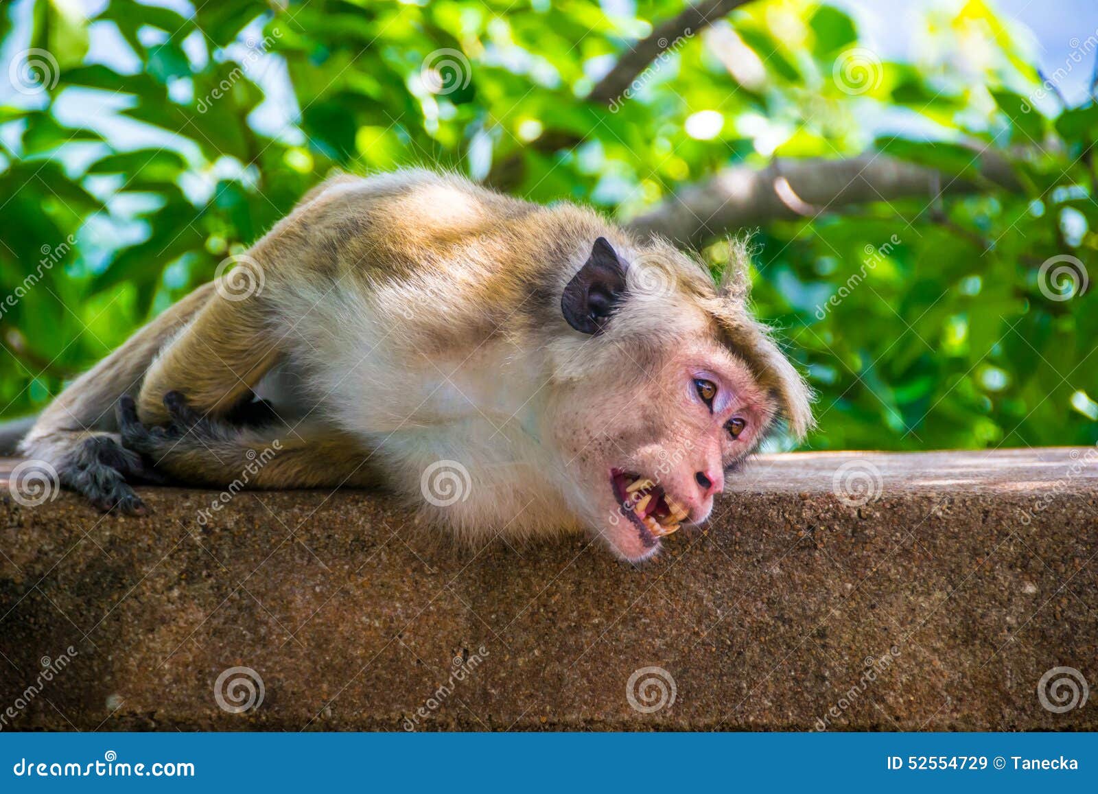 Monkey Bare it S Teeth in Sigiriya, Sri Lanka Stock Image - Image of ...