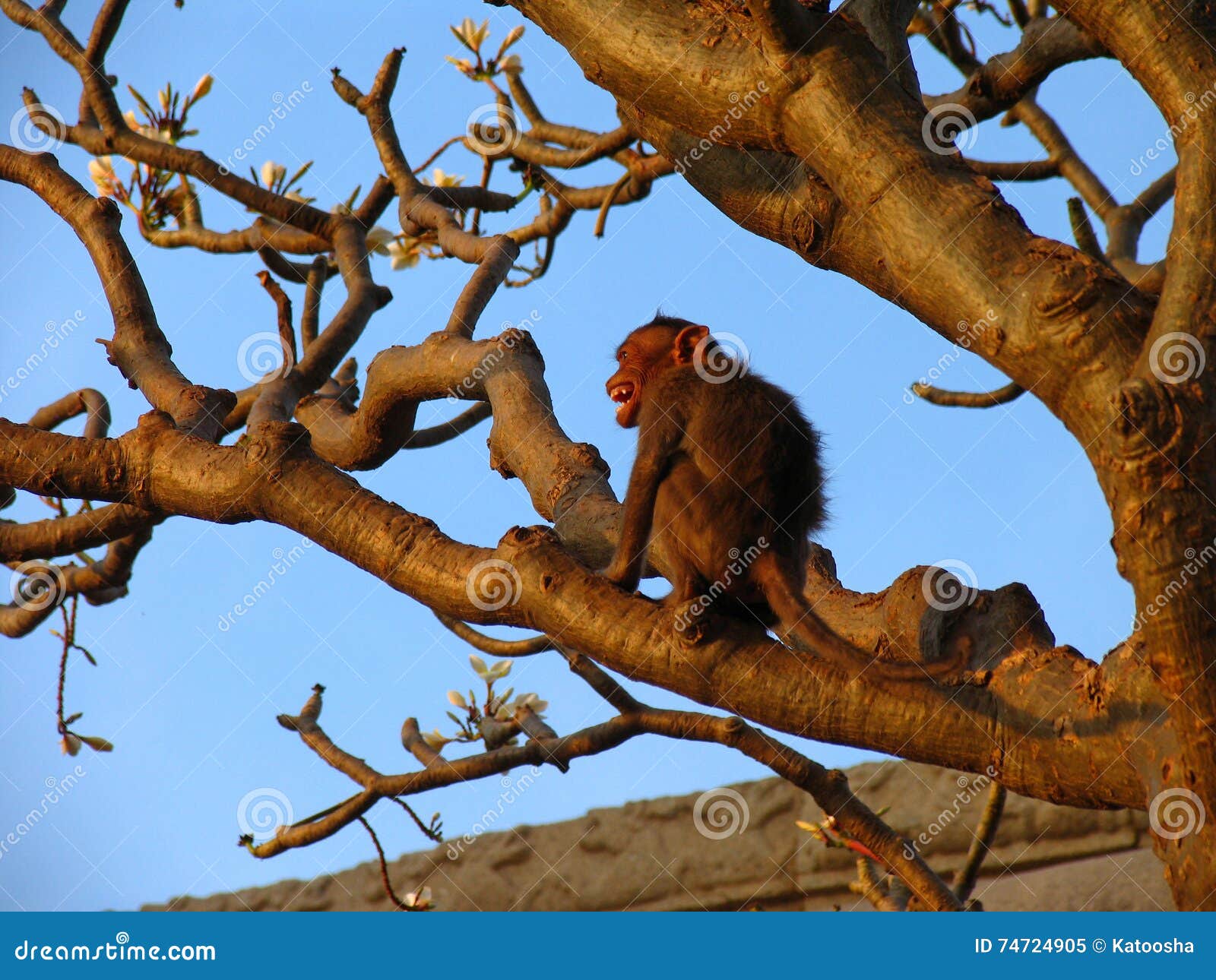 Monkey with Bared Teeth on a Tree Stock Image - Image of fang, looking ...