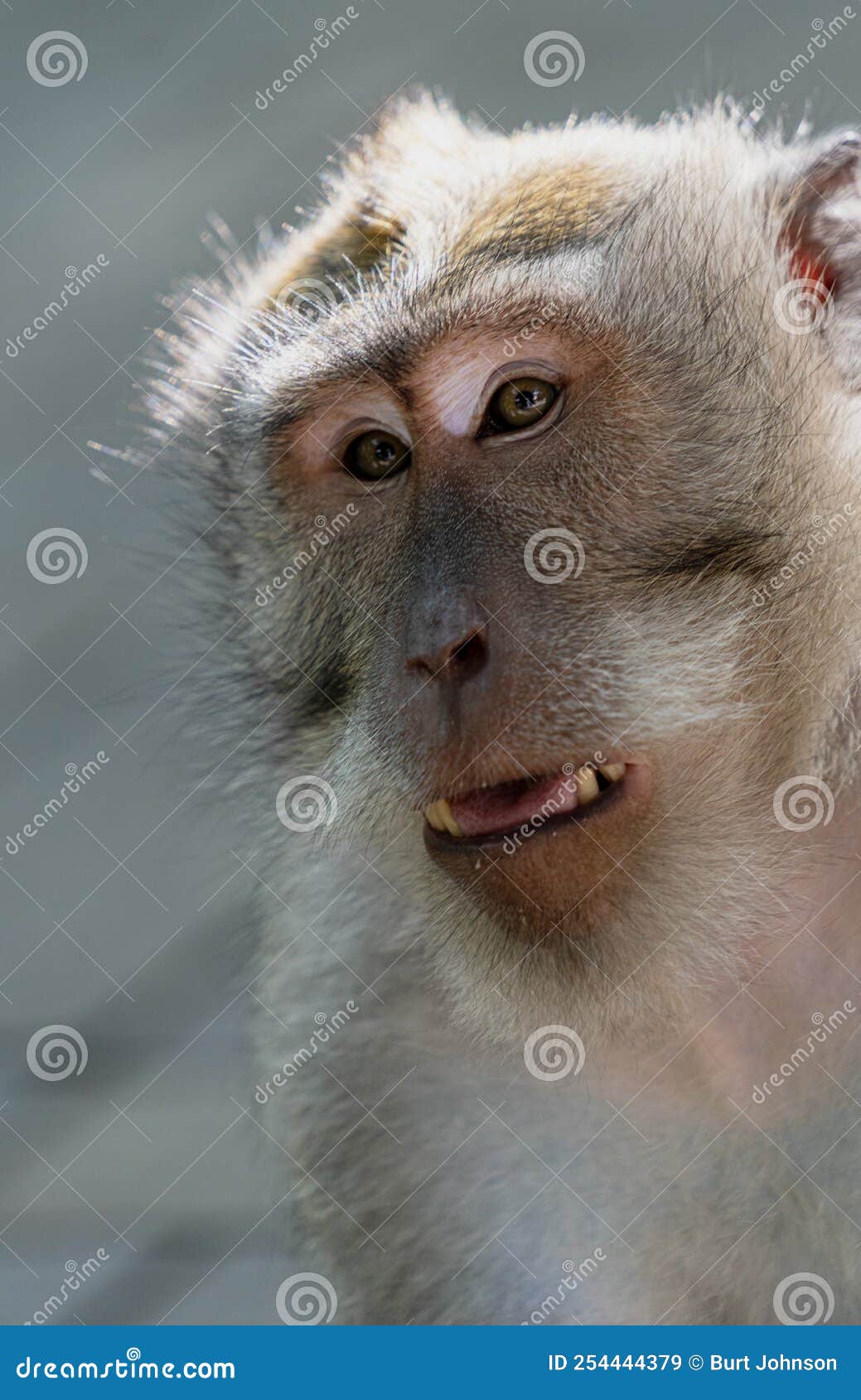 Indonesia - Monkey Bares His Teeth As Sign of Aggression Stock Image ...