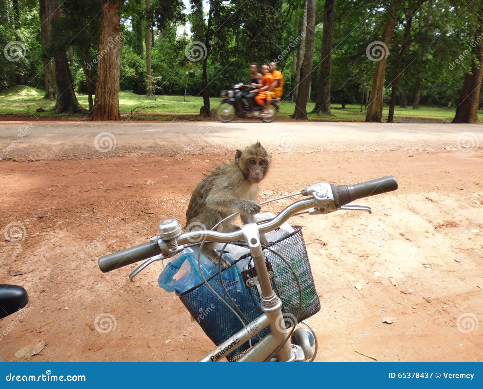 Monkey Bike Classic Royalty-Free Stock Photo | CartoonDealer.com #1547769