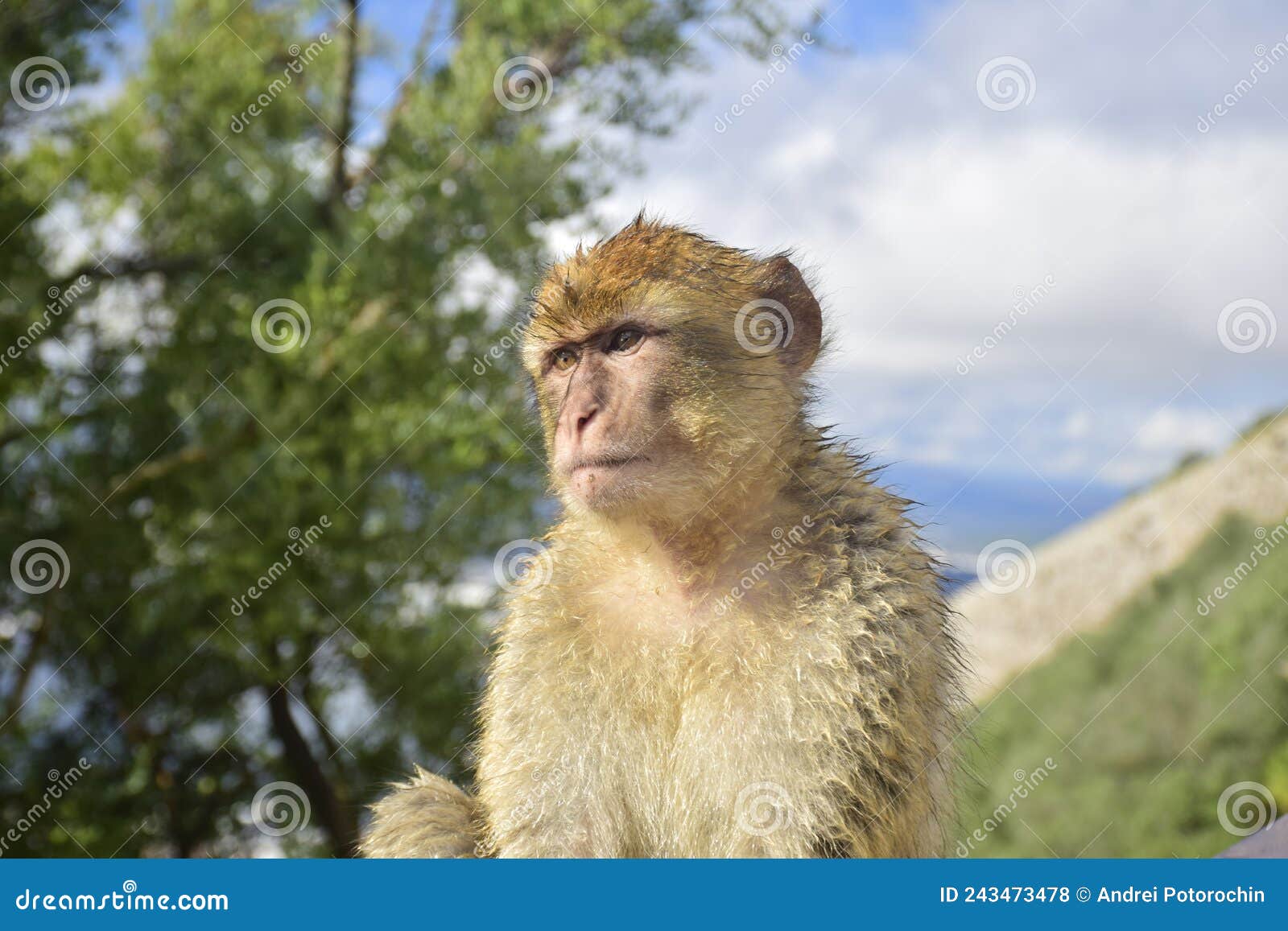 Monkey basking in the sun. stock photo. Image of basking - 243473478