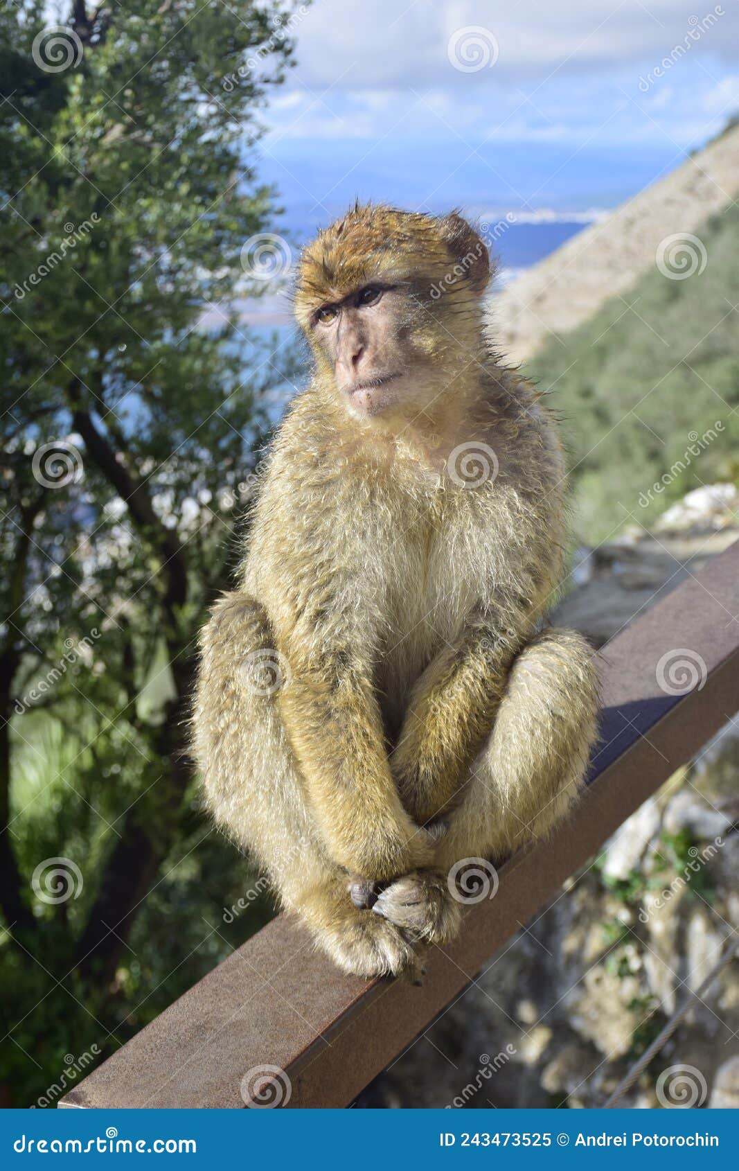Monkey basking in the sun. stock image. Image of gibraltar - 243473525