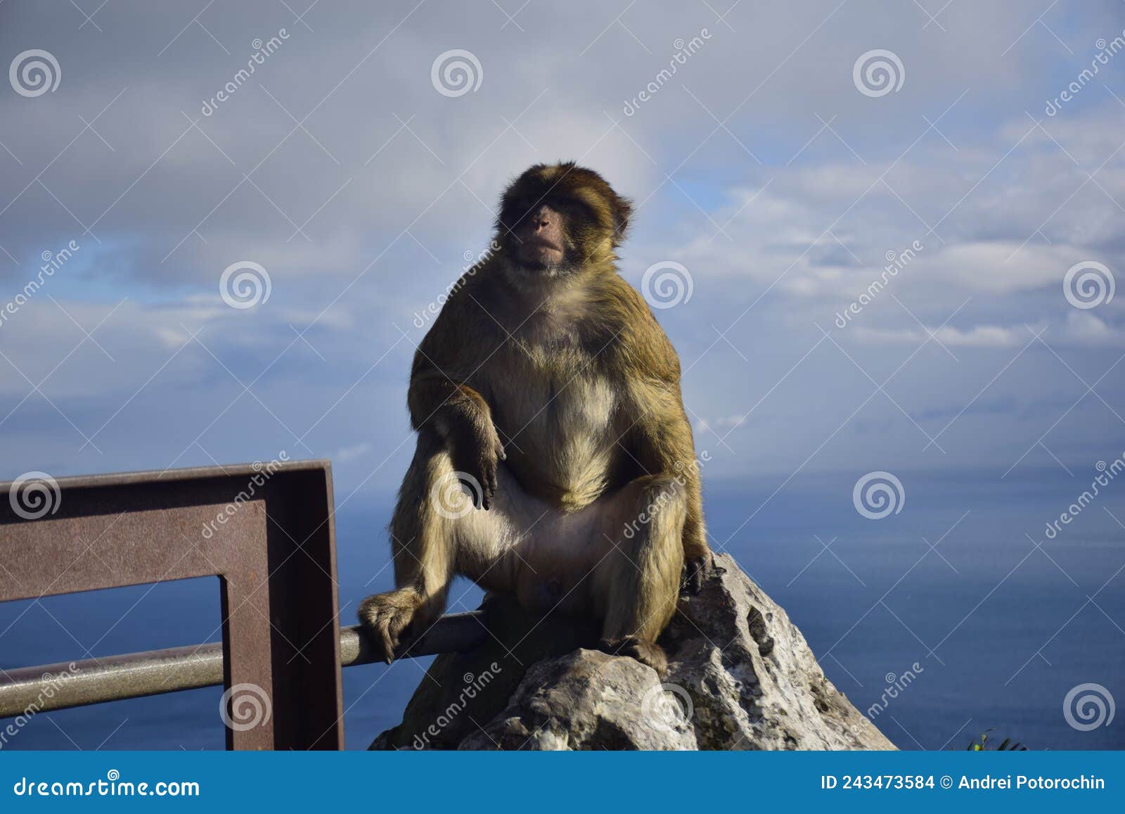 Monkey basking in the sun. stock photo. Image of primate - 243473584
