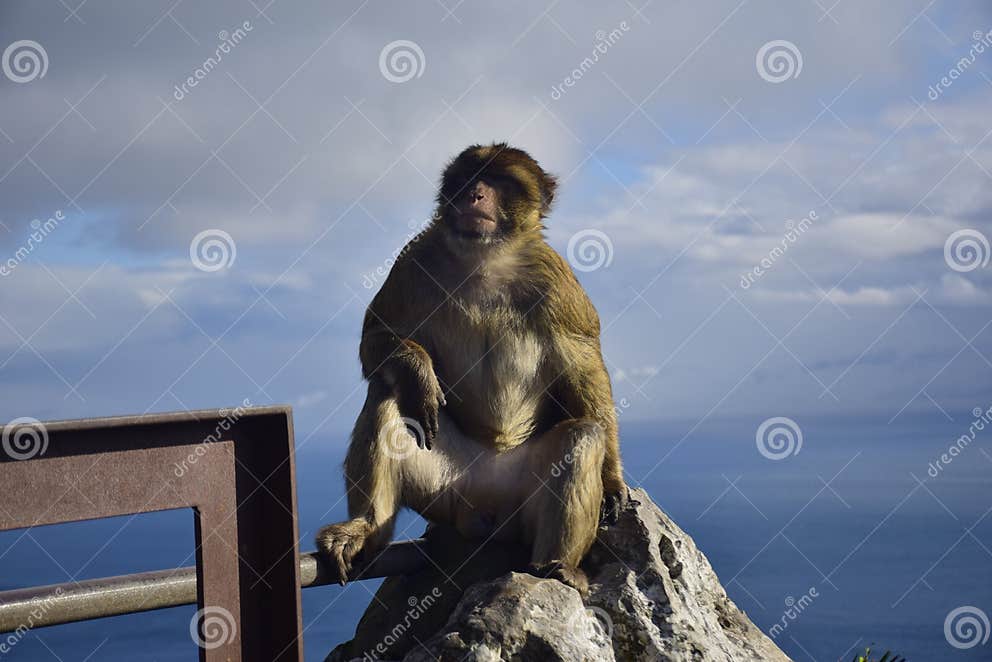 Monkey basking in the sun. stock photo. Image of primate - 243473584