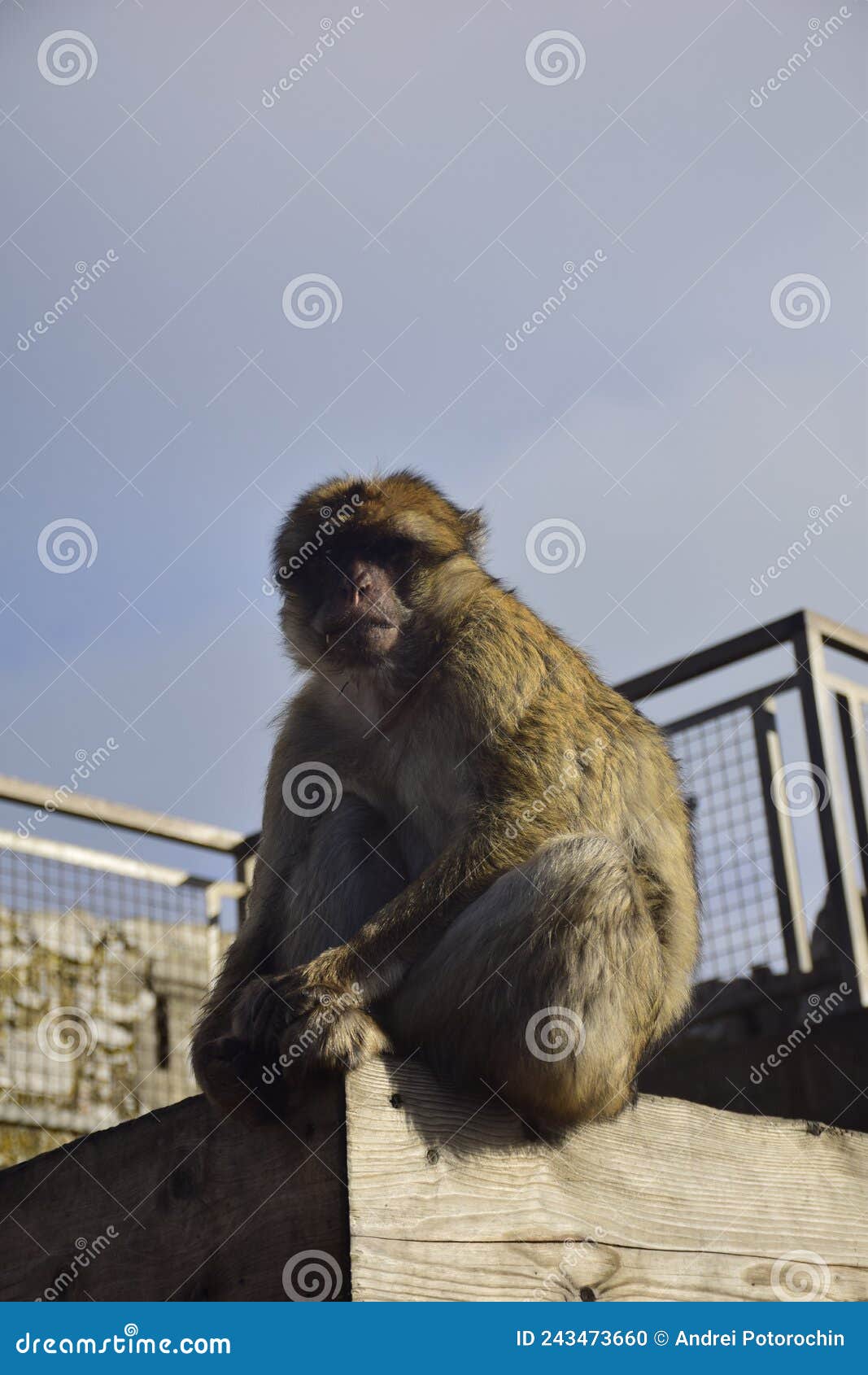Monkey basking in the sun. stock photo. Image of macaque - 243473660