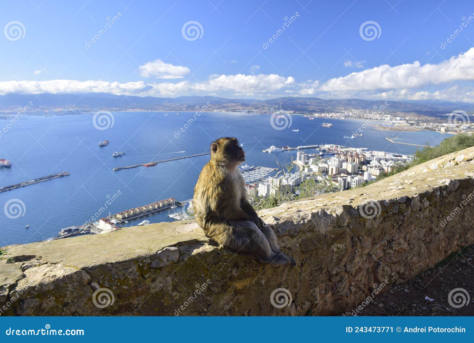 Monkey basking in the sun. stock image. Image of mammal - 243473771