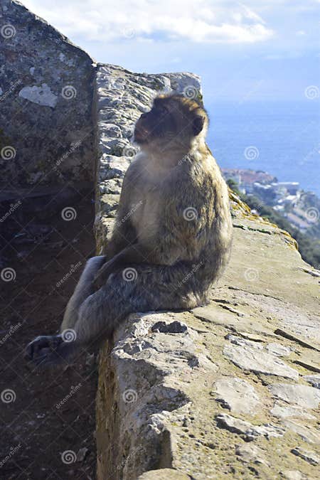 Monkey basking in the sun. stock image. Image of basking - 243473825
