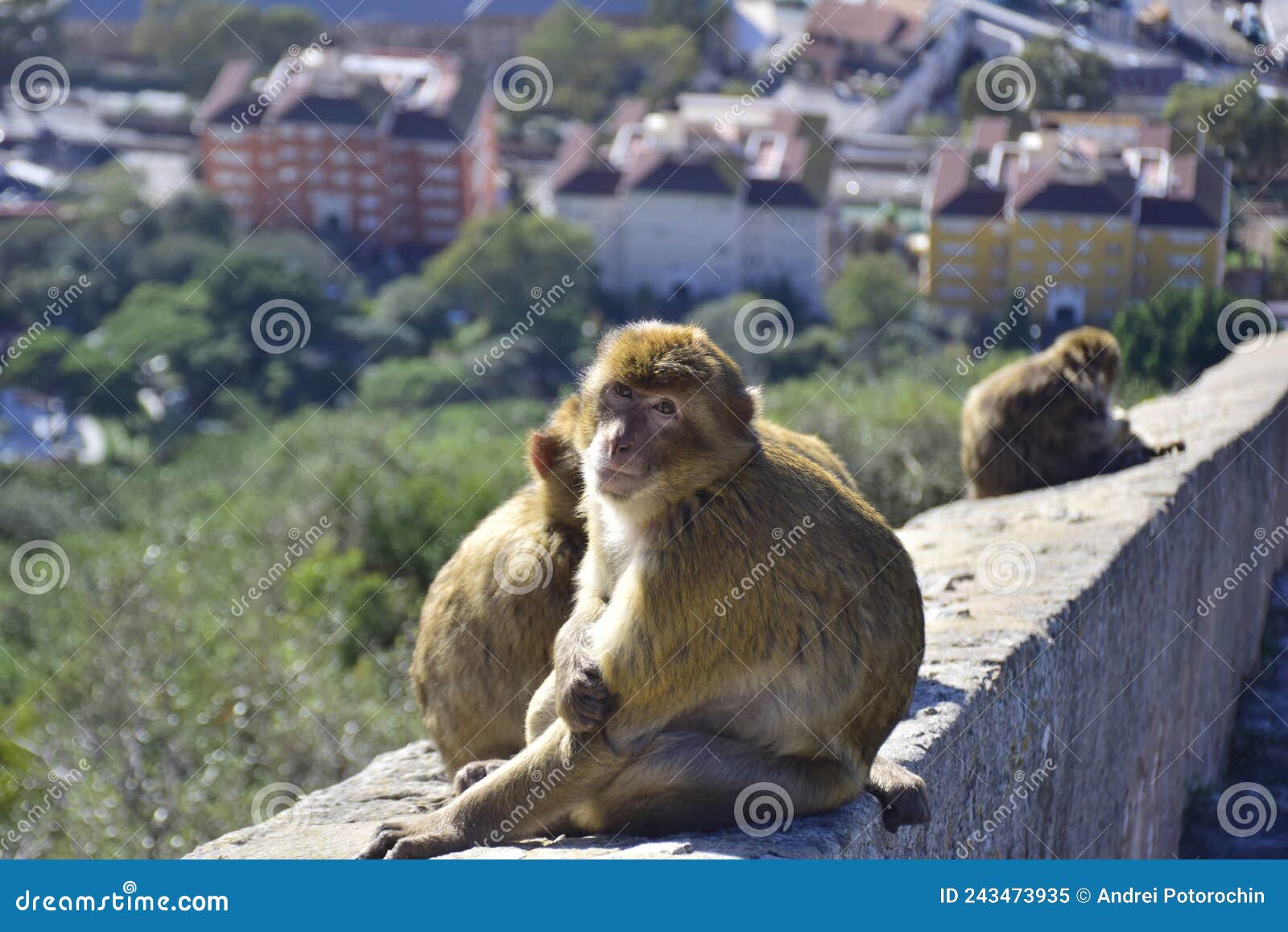 Monkey basking in the sun. stock image. Image of wildlife - 243473935