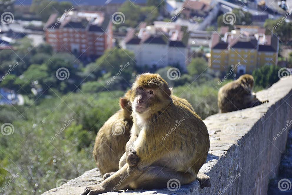 Monkey basking in the sun. stock image. Image of wildlife - 243473935