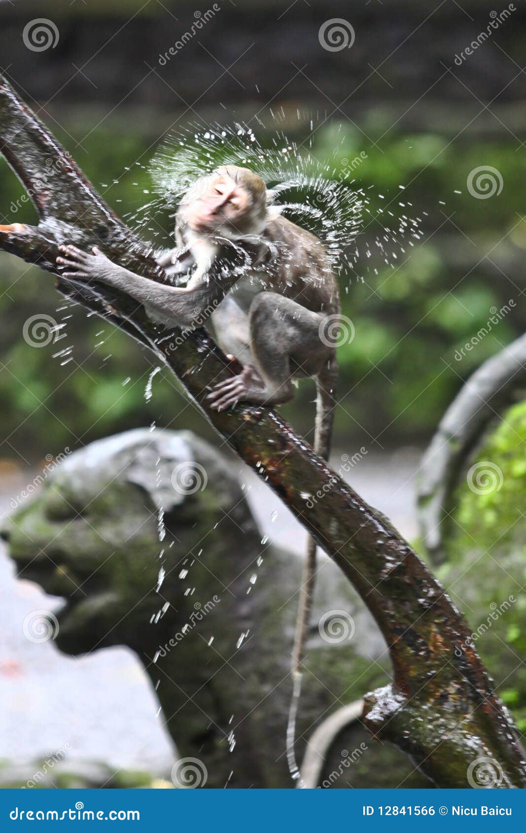 Monkey bath stock photo. Image of brown, nose, mammals - 12841566