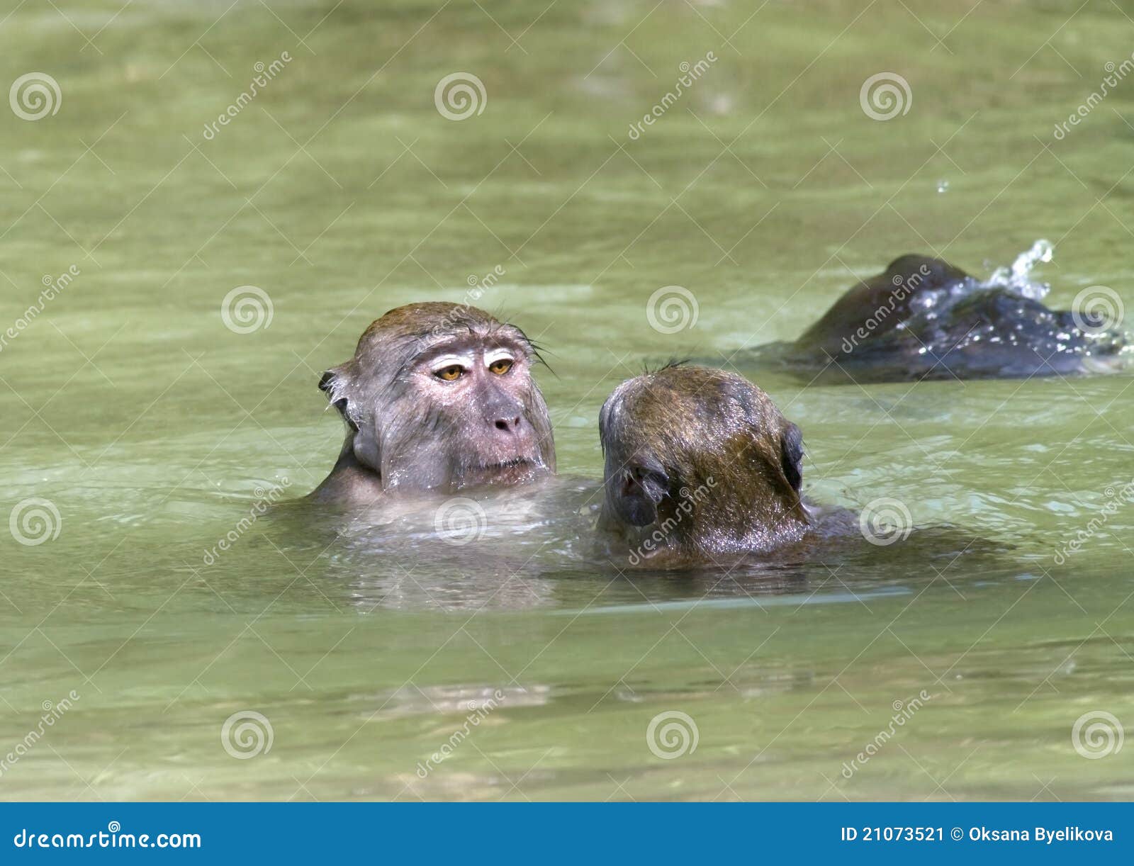 Monkey bathes in the water stock image. Image of wrinkled - 21073521