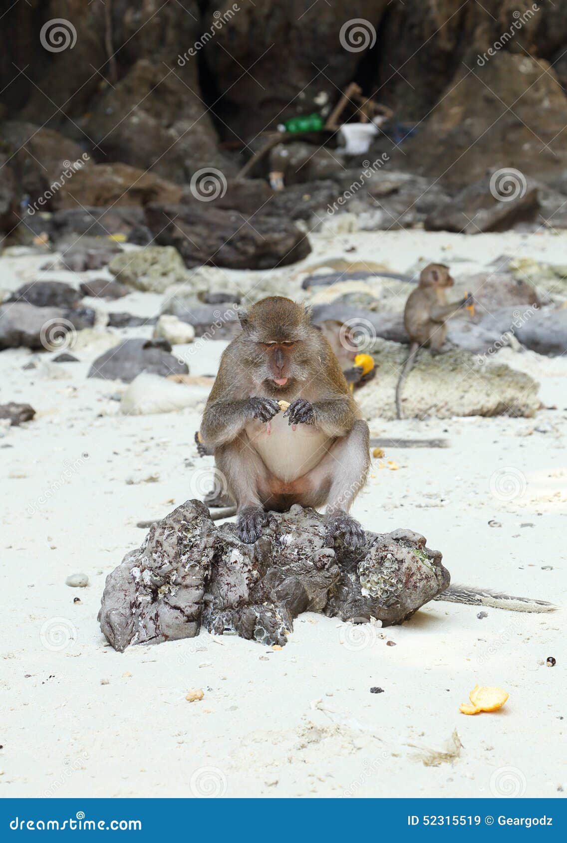 Monkey Beach. Crab-eating Macaque at Phi-Phi Island Stock Image - Image ...